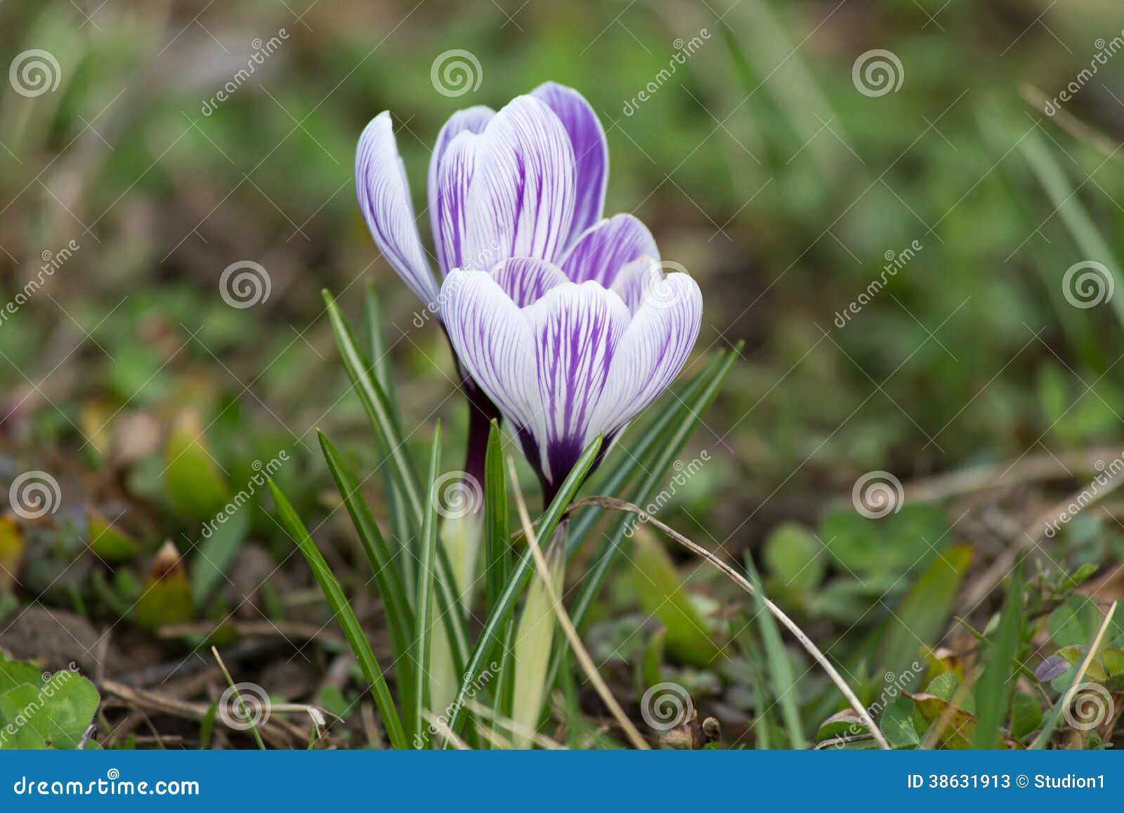 Crocus blooming stock image. Image of botanic, bulb, growth - 38631913