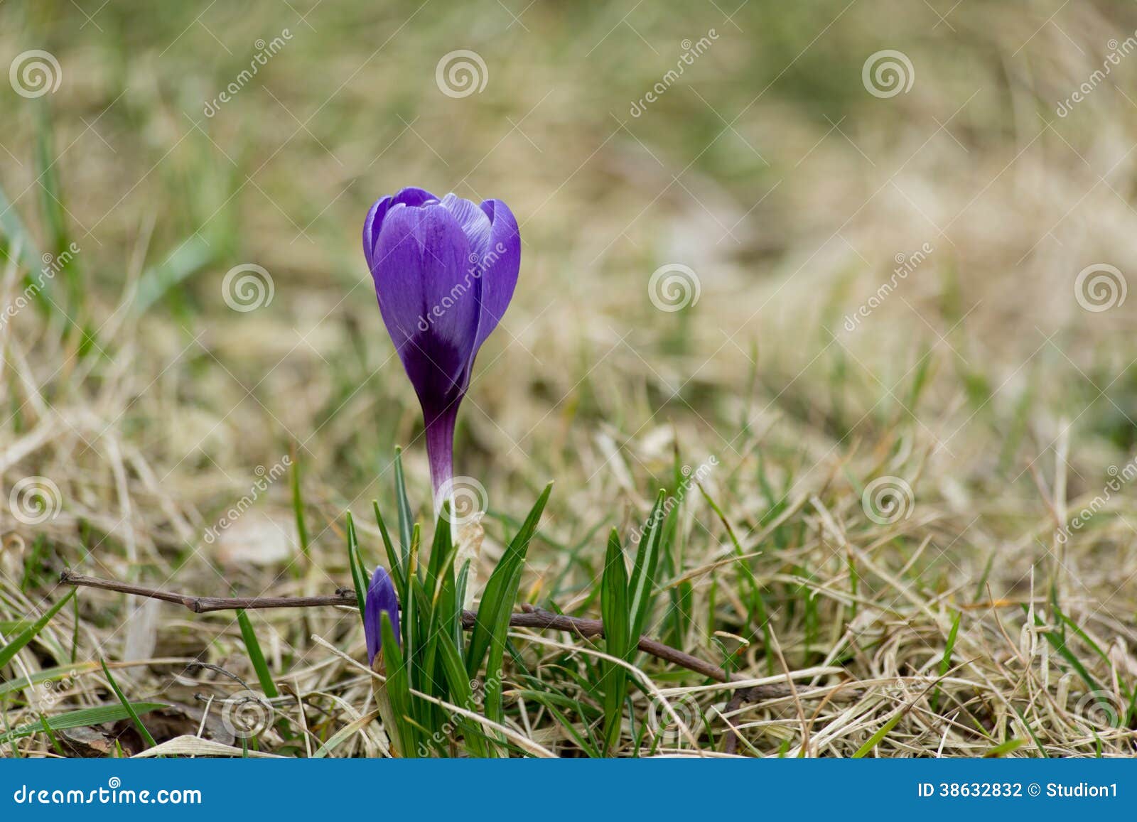 Crocus blooming stock photo. Image of leaf, contrast - 38632832