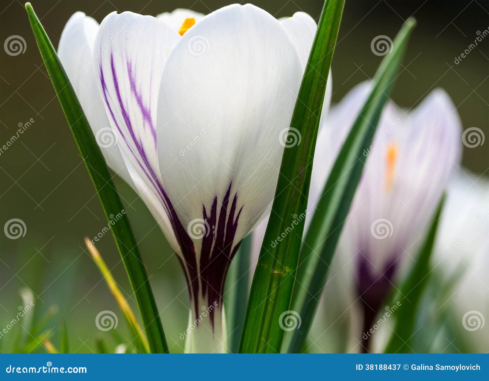 Crocus Blooming in the Meadow. Stock Image - Image of growing, nature ...