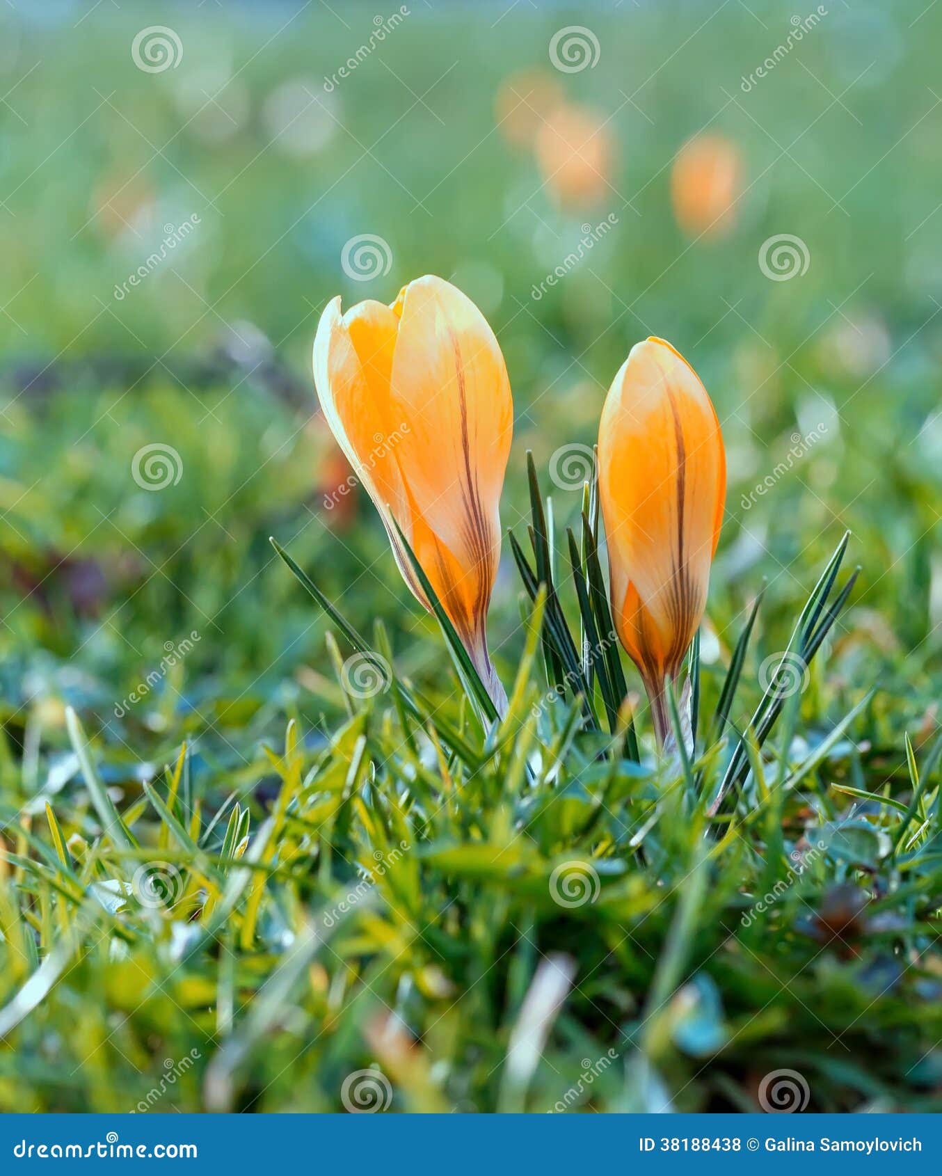 Crocus Blooming in the Meadow. Stock Photo - Image of nature, crocus ...
