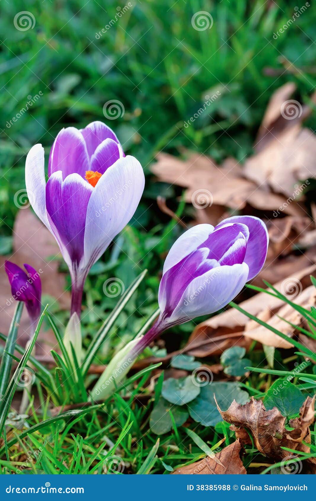 Crocus Blooming in the Meadow. Stock Photo - Image of crocus, nature ...
