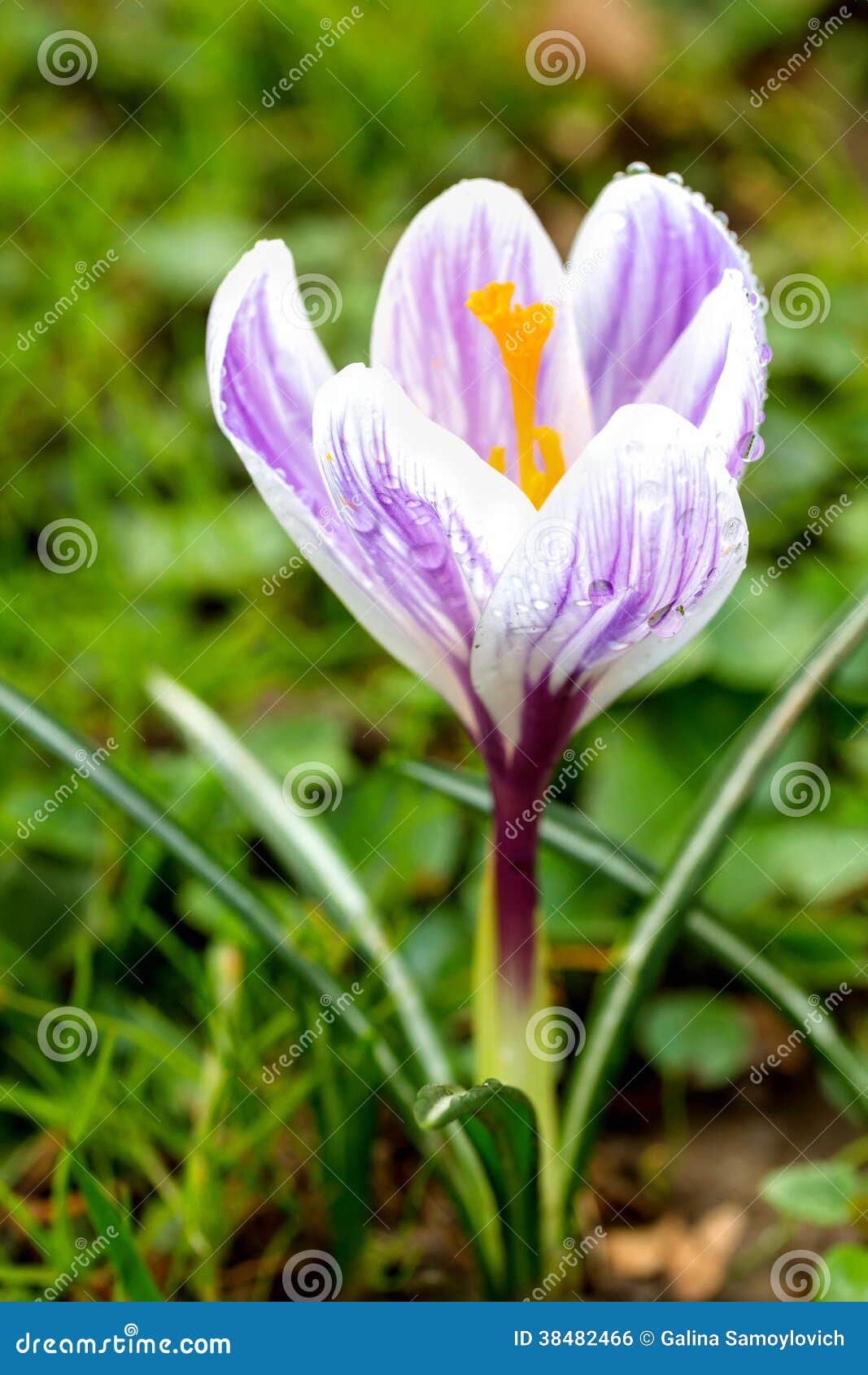 Crocus Blooming in the Meadow. Stock Photo - Image of beautiful, beauty ...