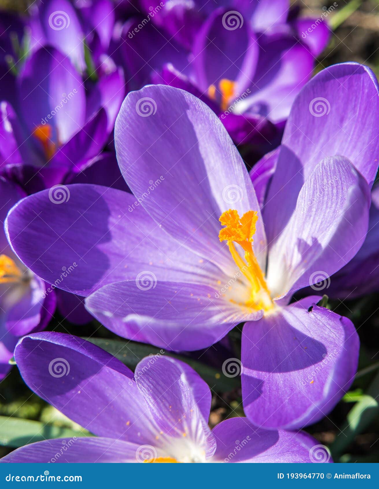 Crocus Blossom in the Spring Stock Photo - Image of season, colorful ...
