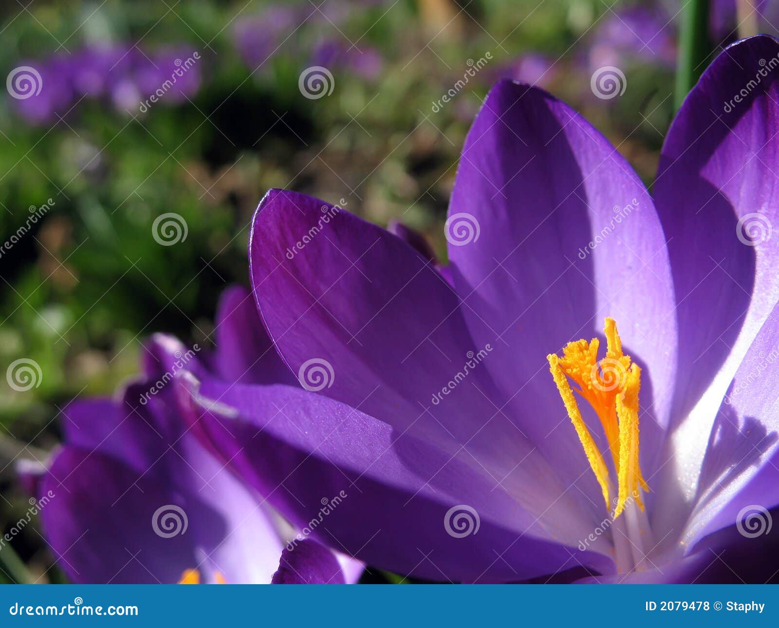 Crocus Blossom with Flower-bed Stock Photo - Image of bloom, horizontal ...