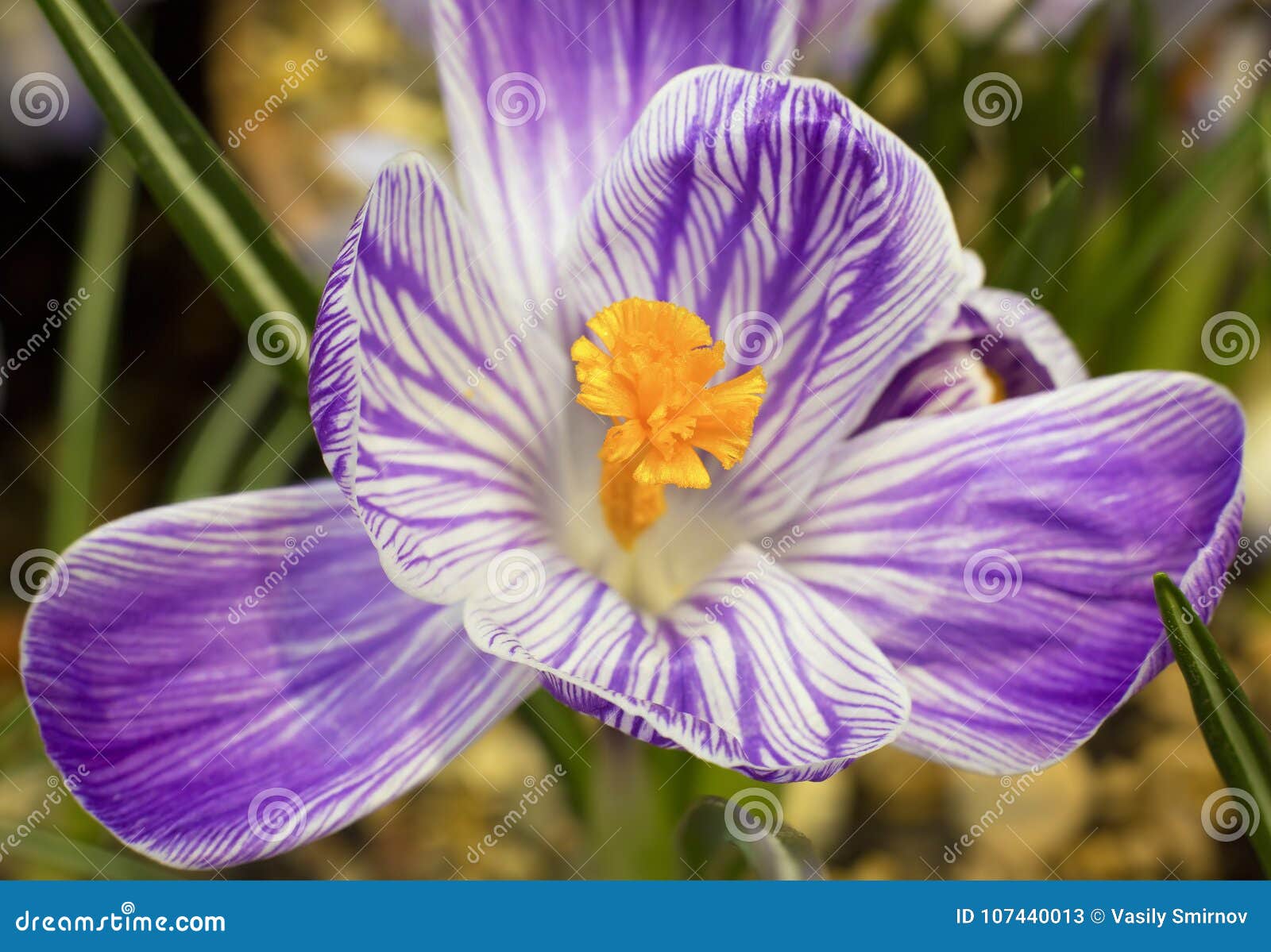 Crocus `blue pearl` stock image. Image of blooming, purple - 107440013