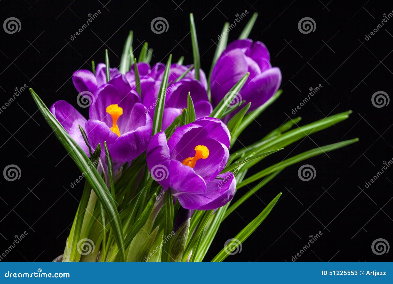 Crocus bouquet on black stock image. Image of brightness - 51225553