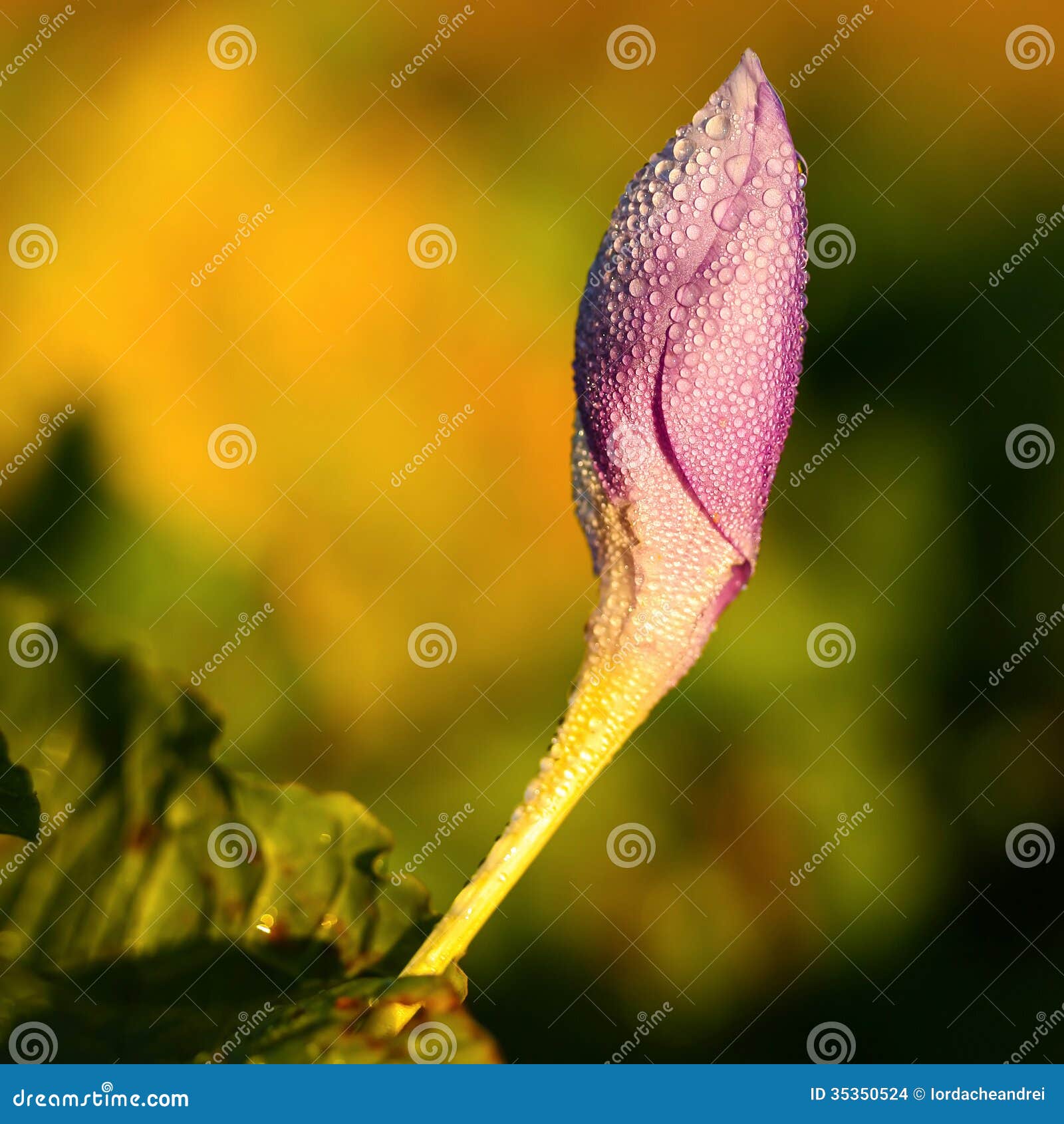 Crocus Life Cycle Stock Photos - Free & Royalty-Free Stock Photos from ...