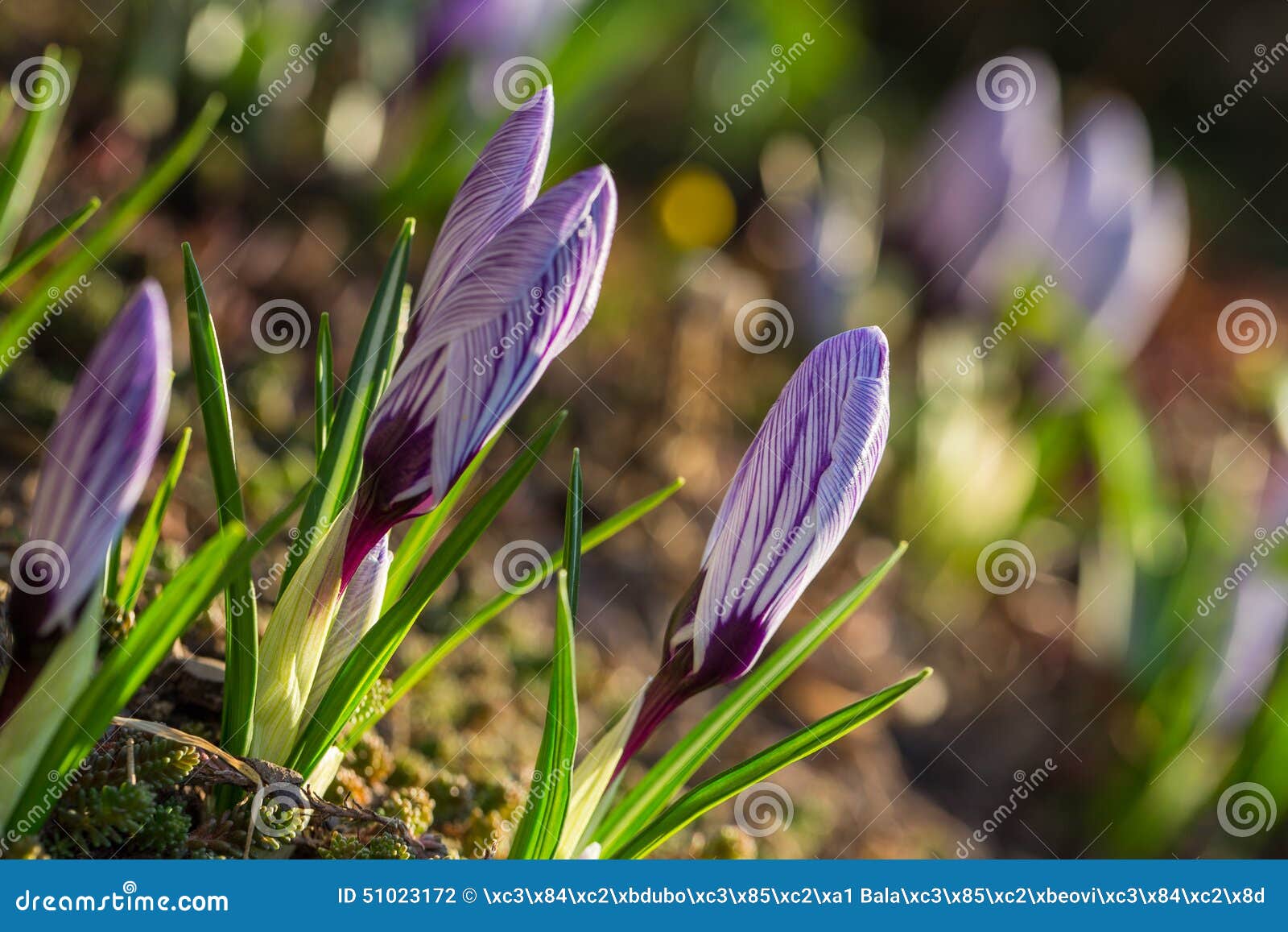 Crocus bed at sunshine stock photo. Image of dutch, floral - 51023172