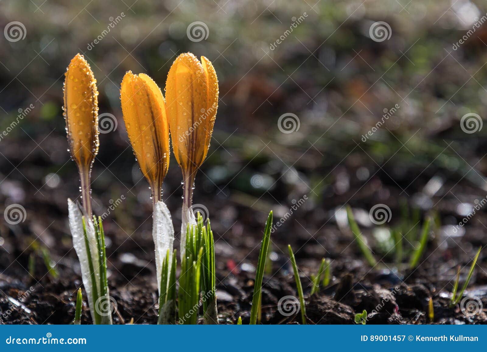 Crocus buds with dew drops stock image. Image of botanic - 89001457