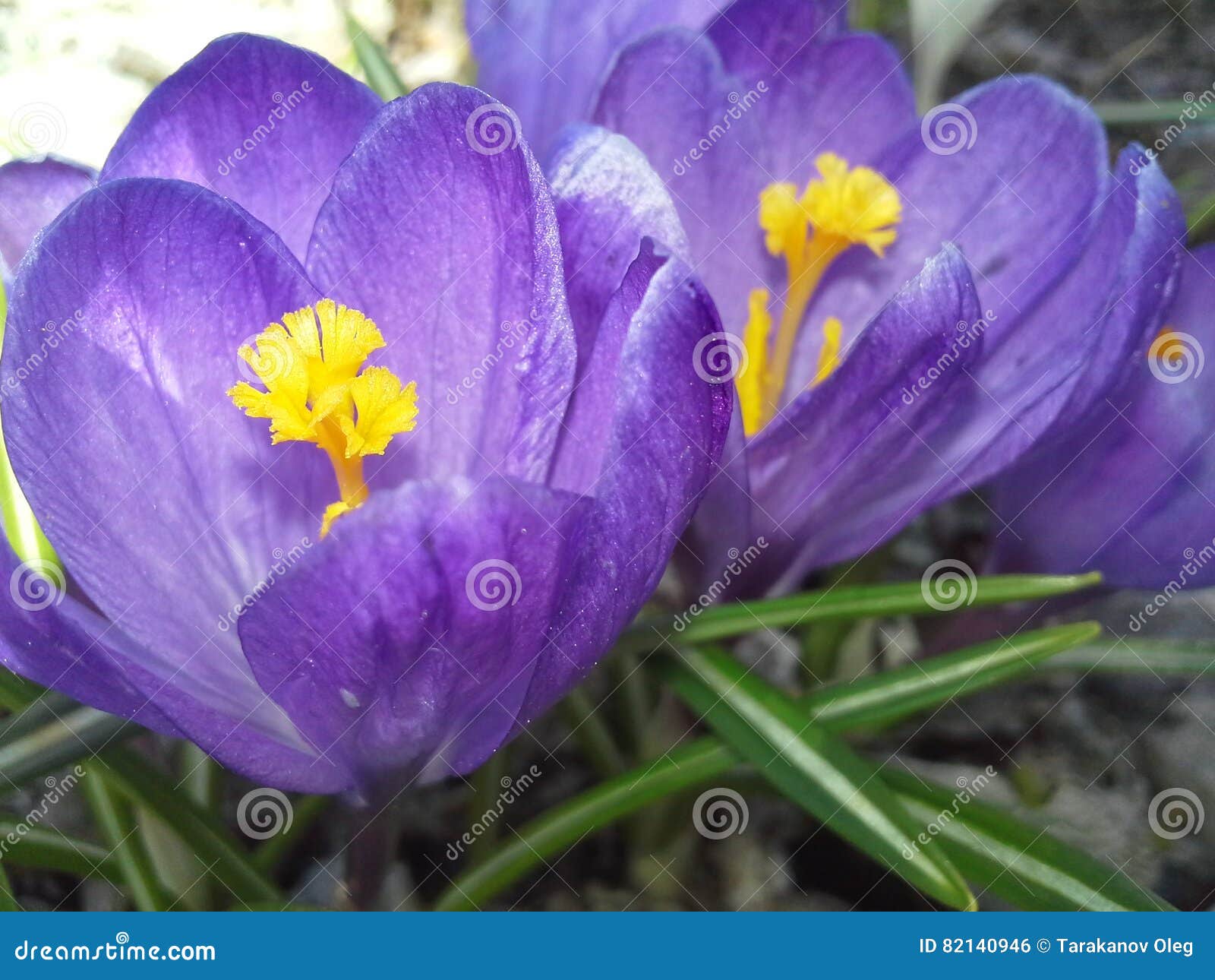 Crocus buds. stock photo. Image of flora, closeup, flower - 82140946