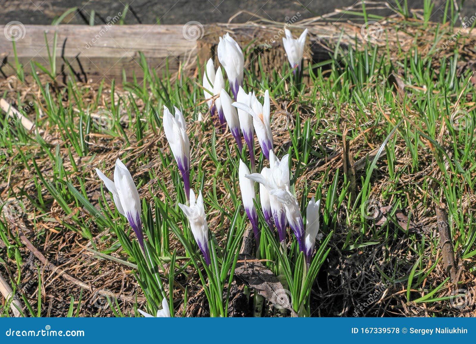 Crocus Buds in the Garden in Early Spring Stock Photo - Image of ...