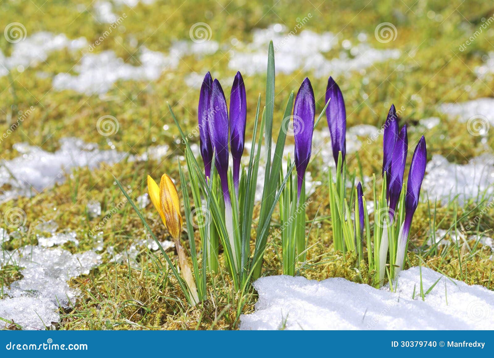 Crocus buds in the snow stock photo. Image of spring - 30379740