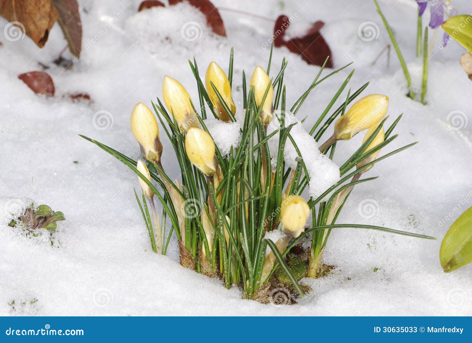 Crocus buds in the snow stock image. Image of spring - 30635033