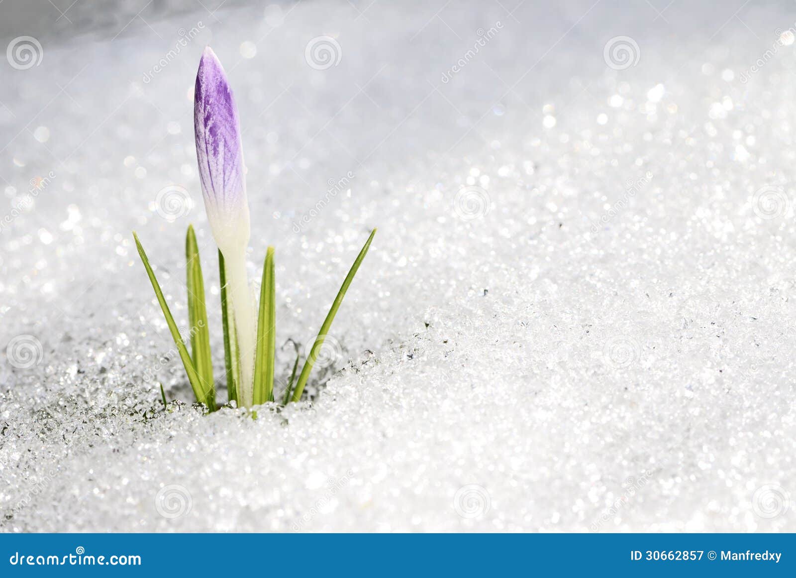Crocus buds in the snow stock image. Image of early, cold - 30662857