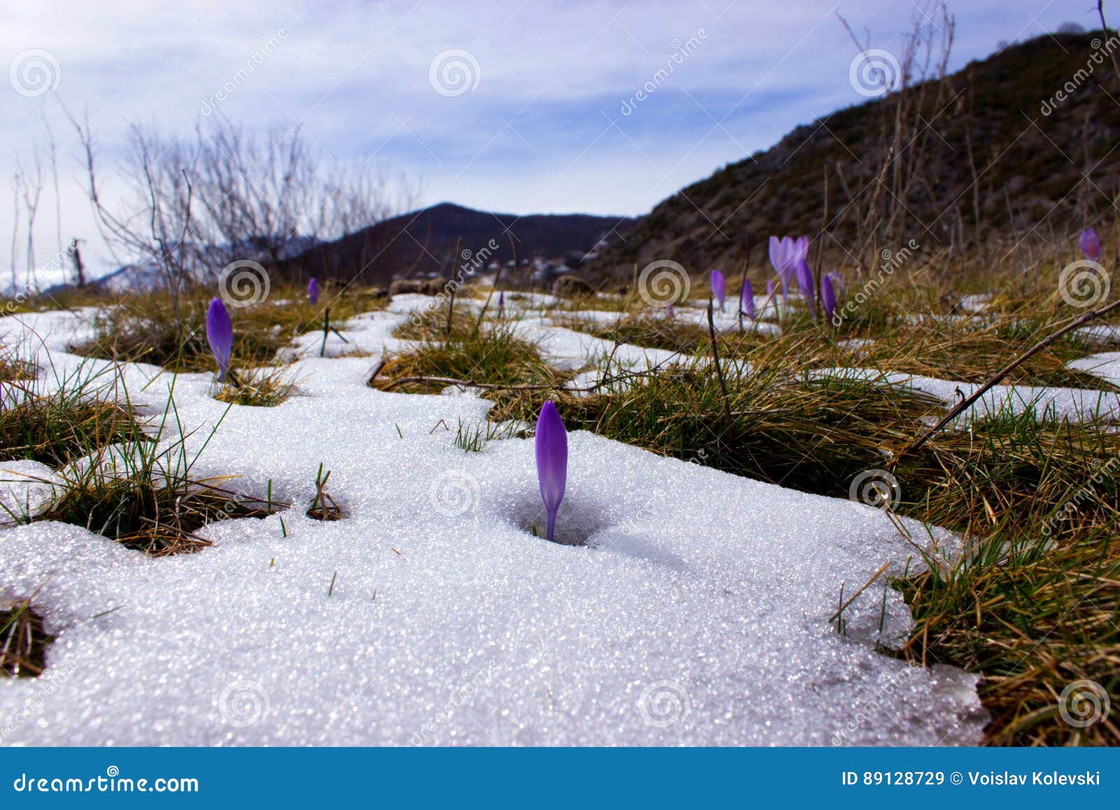 Crocus Bulb, First Spring Flower after Snow Stock Image - Image of ...