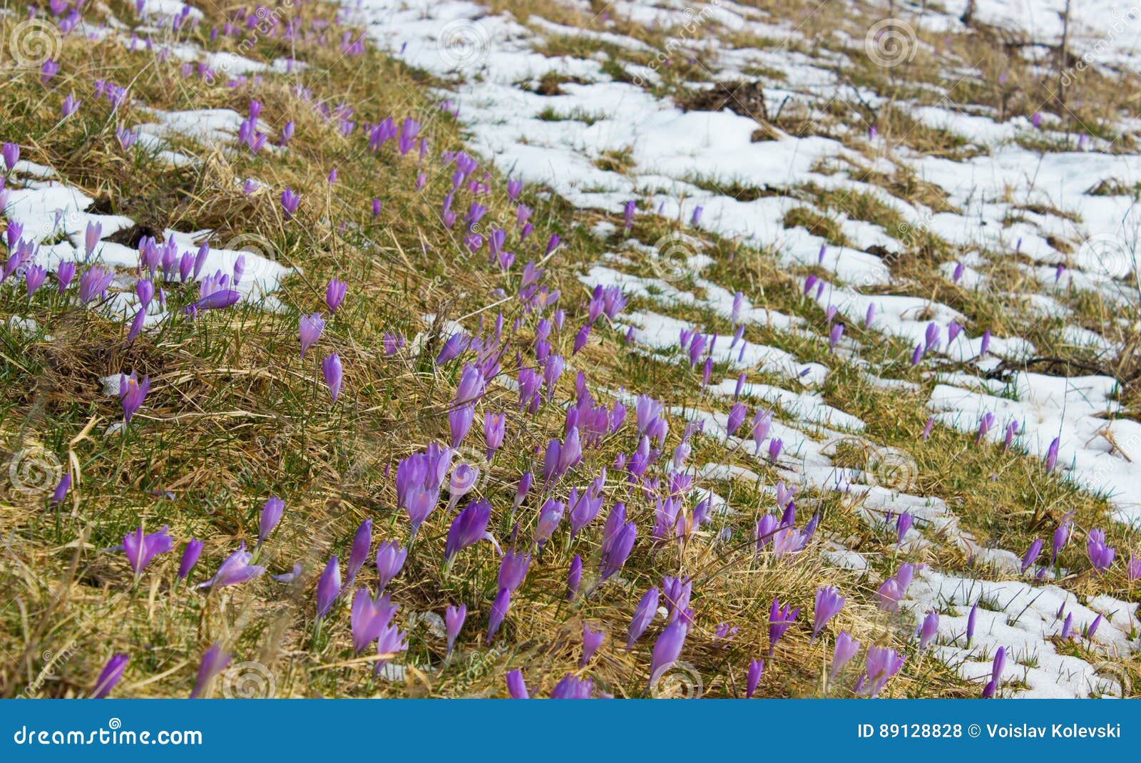 Crocus Bulb, First Spring Flower after Snow Stock Photo - Image of ...