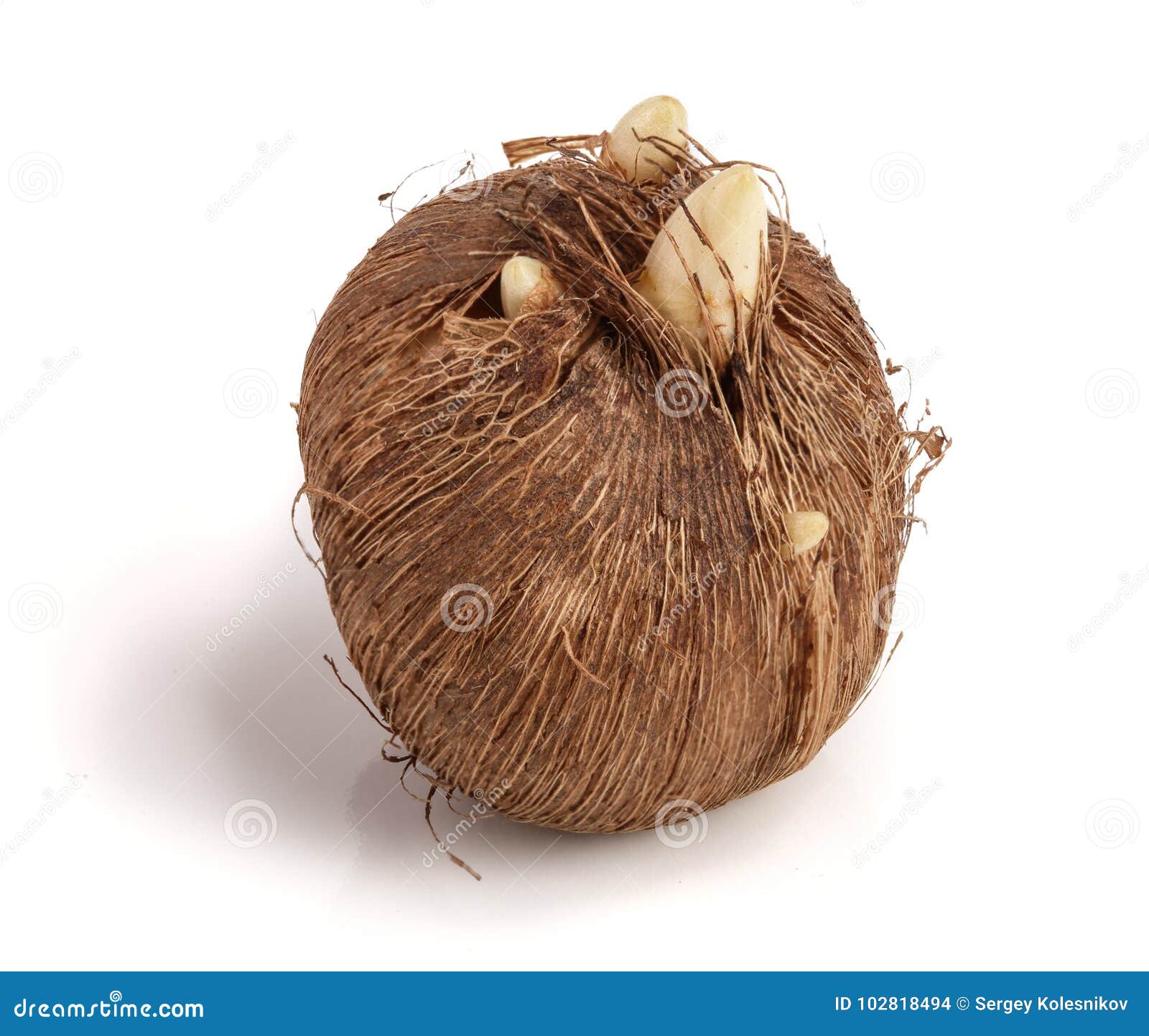 Crocus Bulb Isolated on White Background Macro Stock Photo - Image of ...