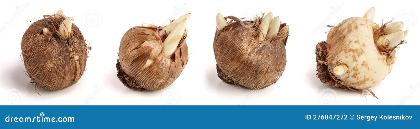 Crocus Bulb Isolated on White Background Macro Stock Photo - Image of ...