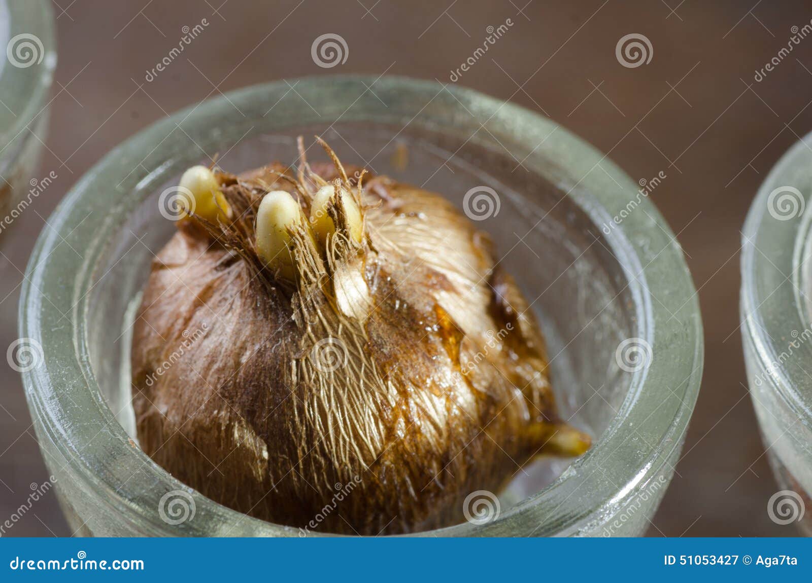 Crocus bulb sprout macro stock image. Image of macro - 51053427