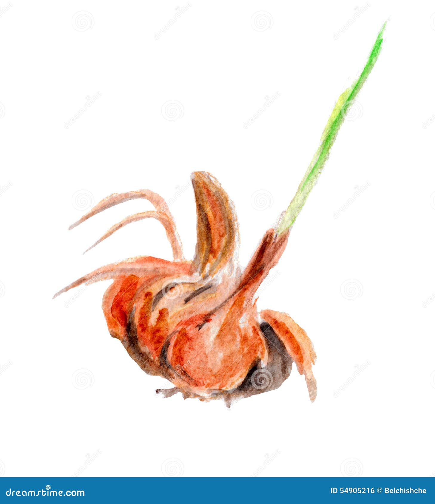 Crocus bulb watercolor stock vector. Illustration of spring - 54905216