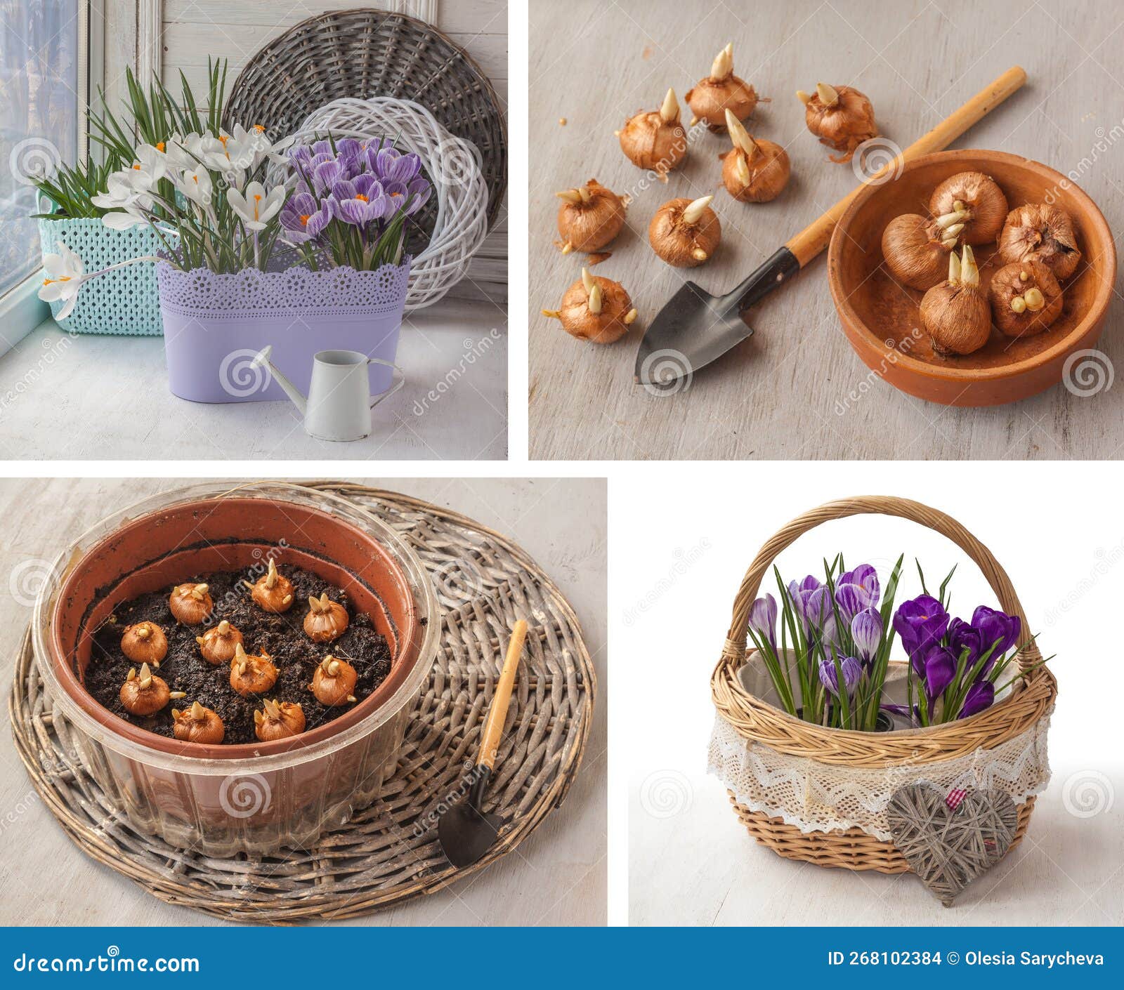 Crocus bulbs in a pot stock photo. Image of decorative - 268102384