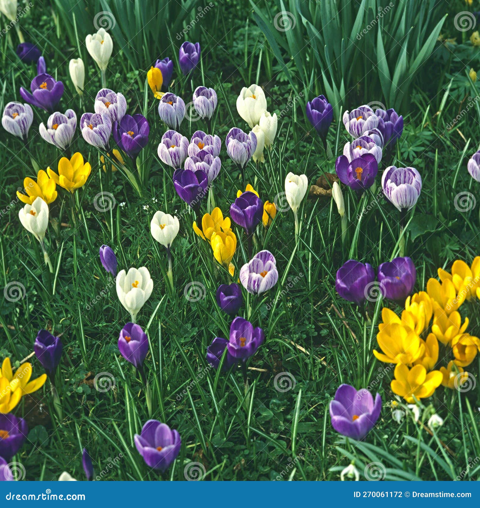 Crocus Chrysanthus Mixed Hybrids in a Spring Border of a Cottage Garden ...