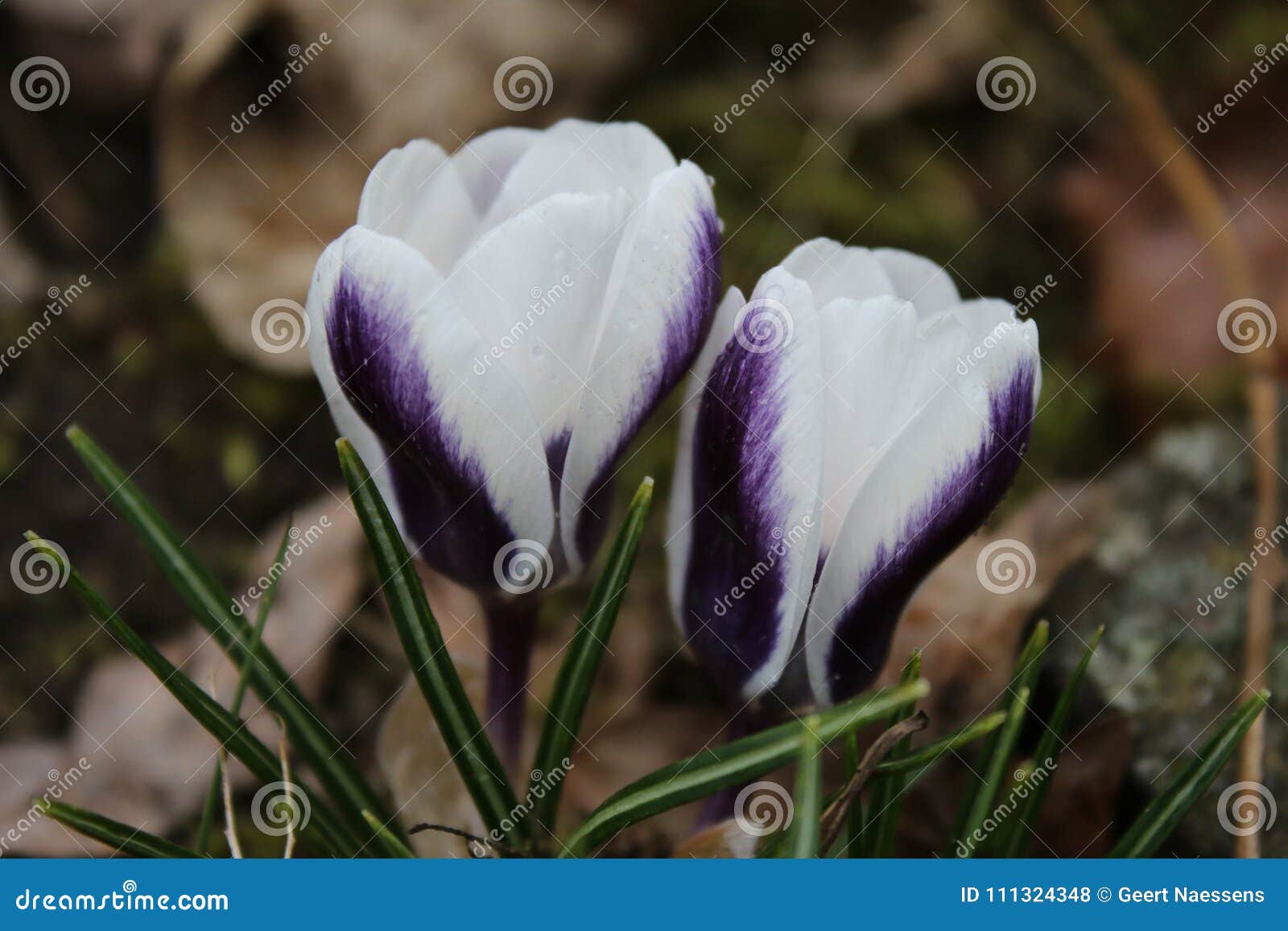 Crocus Chrysanthus Prins Claus Stock Photo - Image of bulbs, claus ...