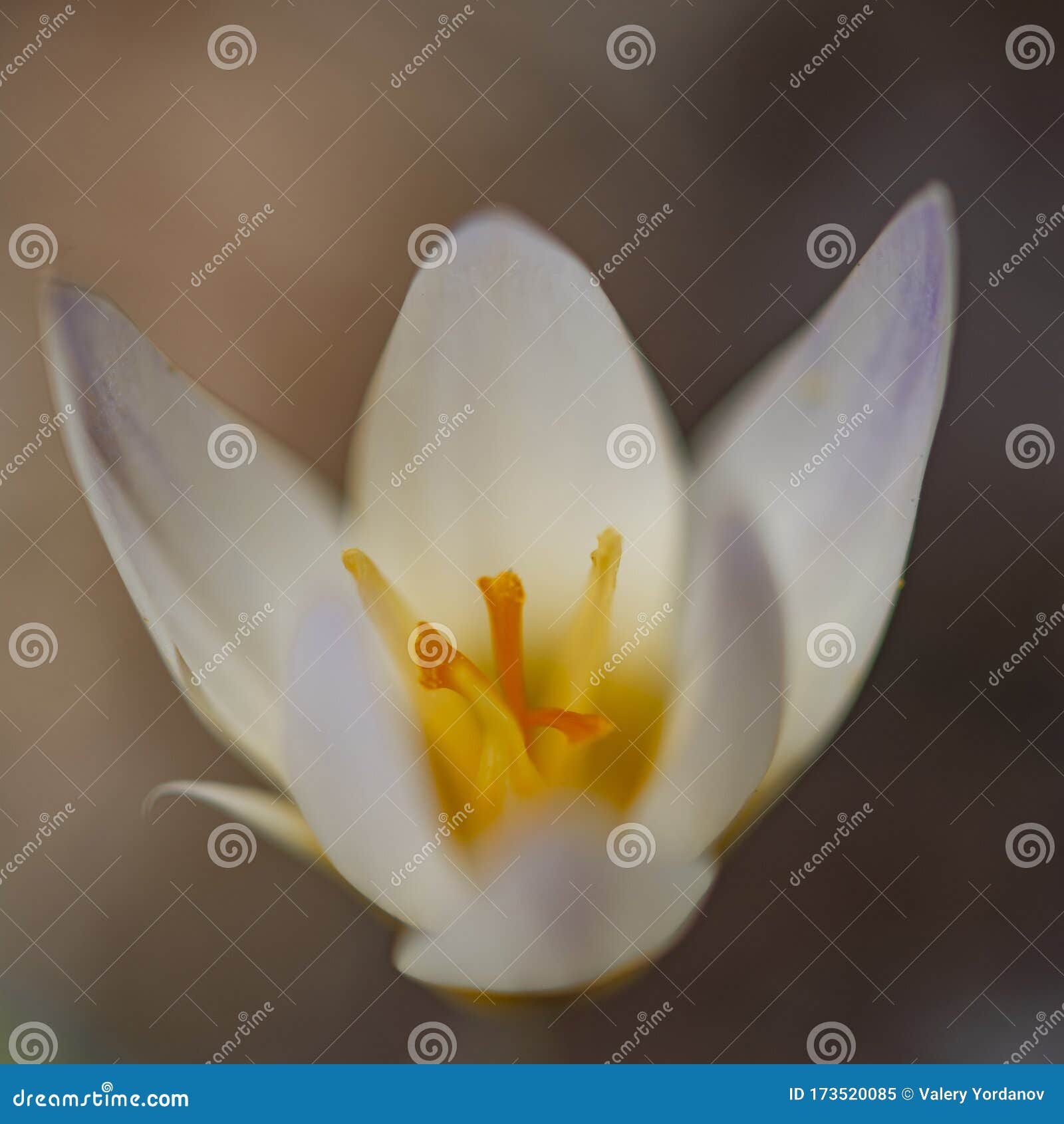 Crocus Chrysanthus Snow Crocus Ard Schenk Stock Image - Image of flora ...