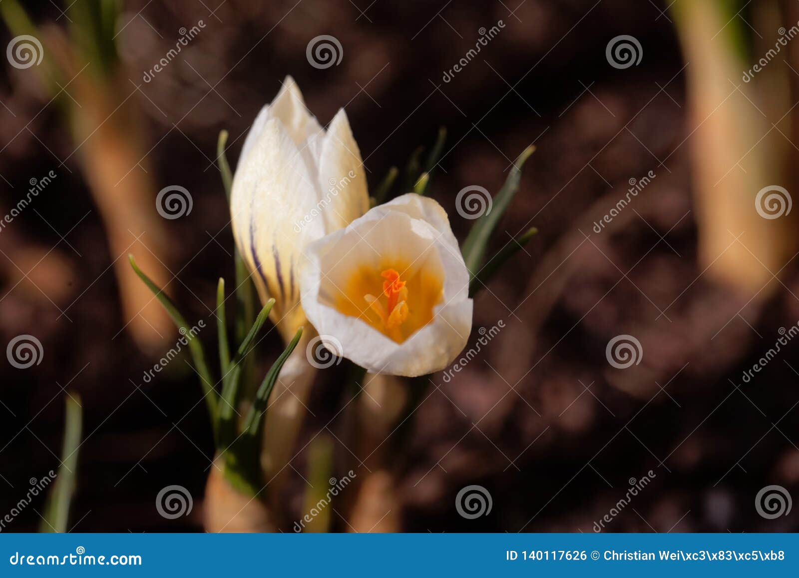 Crocus Chrysanthus Variation Snow Bunting Stock Photo - Image of crocus ...