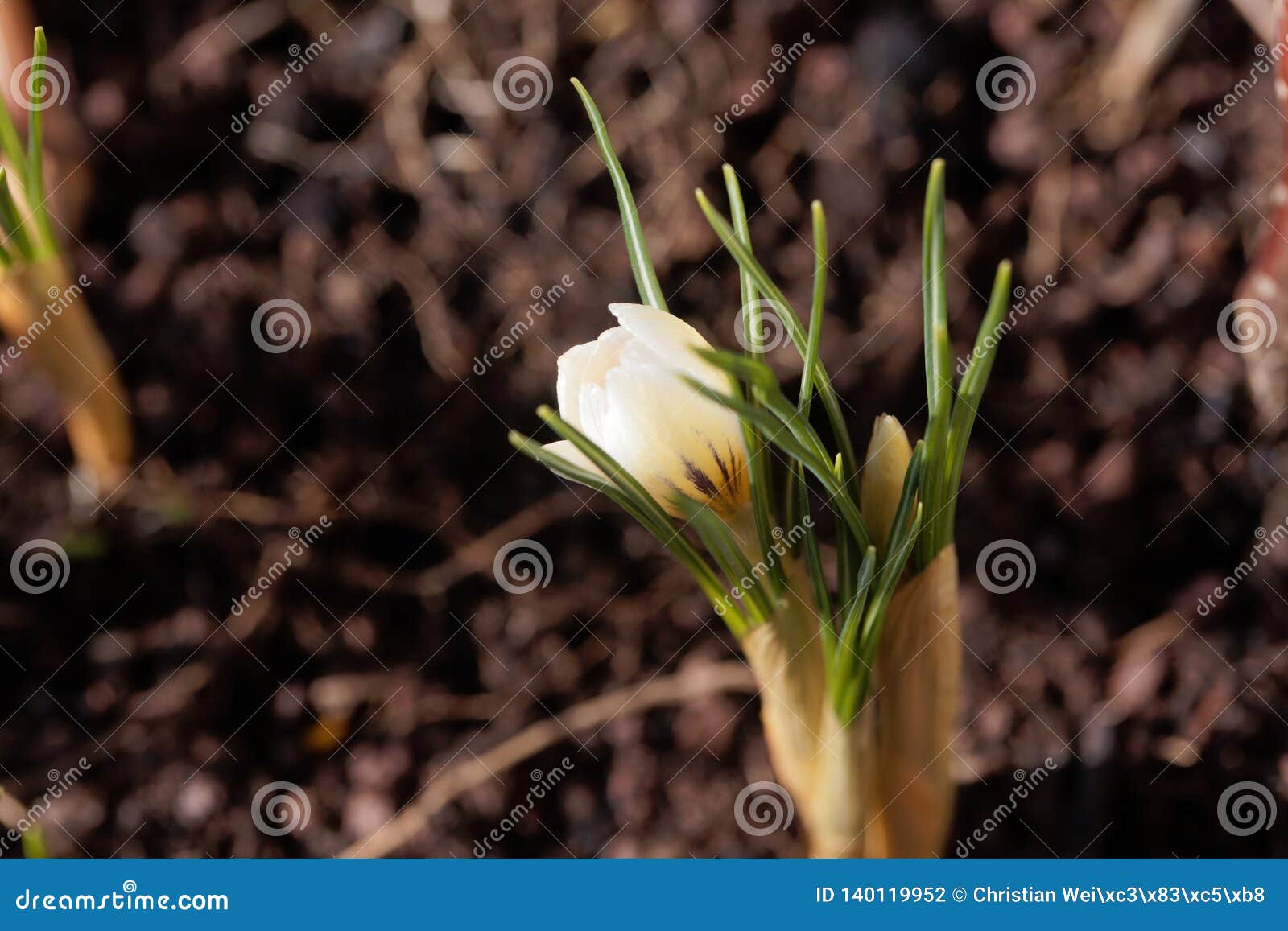 Crocus Chrysanthus Variation Snow Bunting Stock Photo - Image of ...