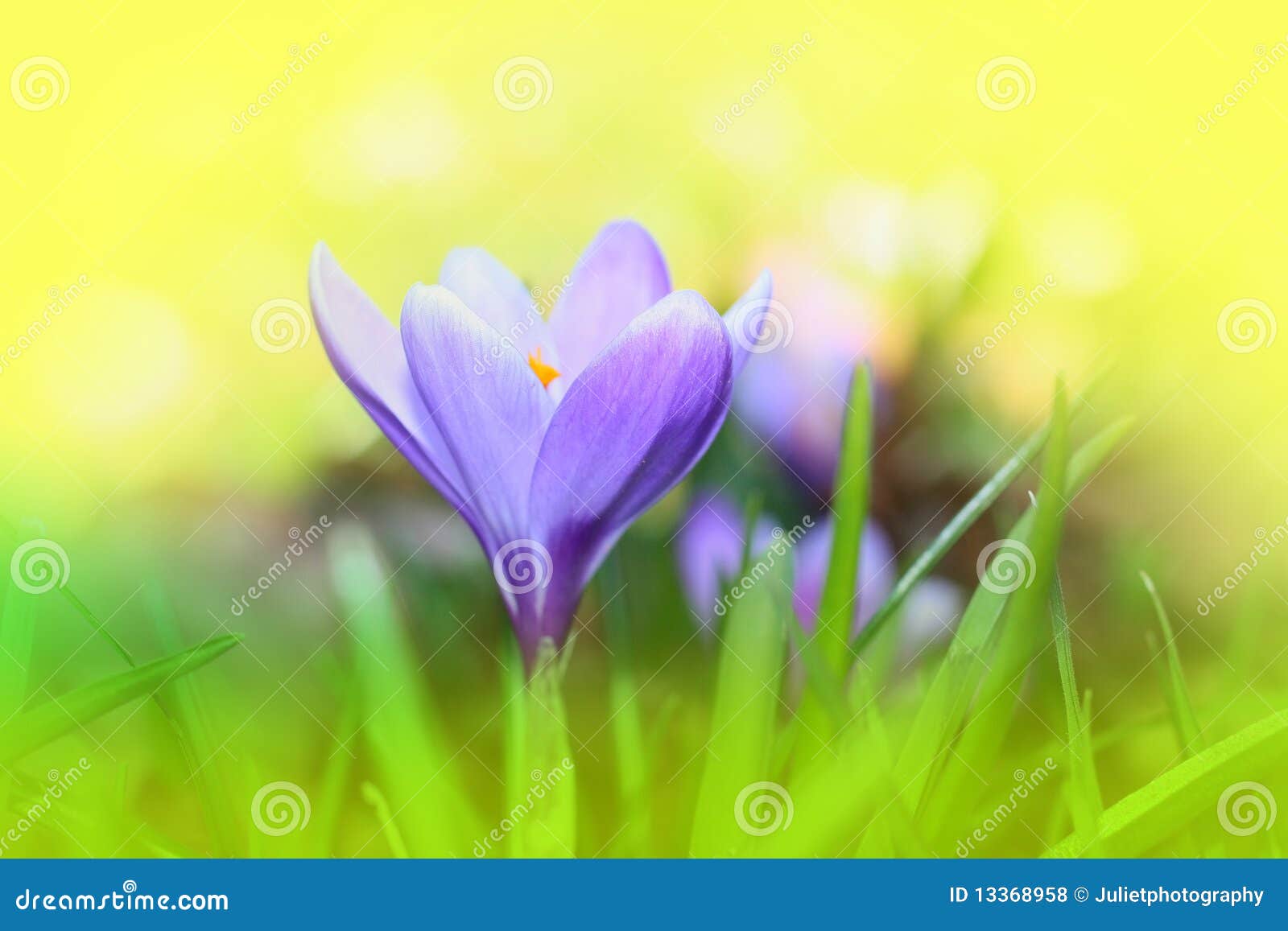 Crocus close up stock photo. Image of bright, crocus - 13368958