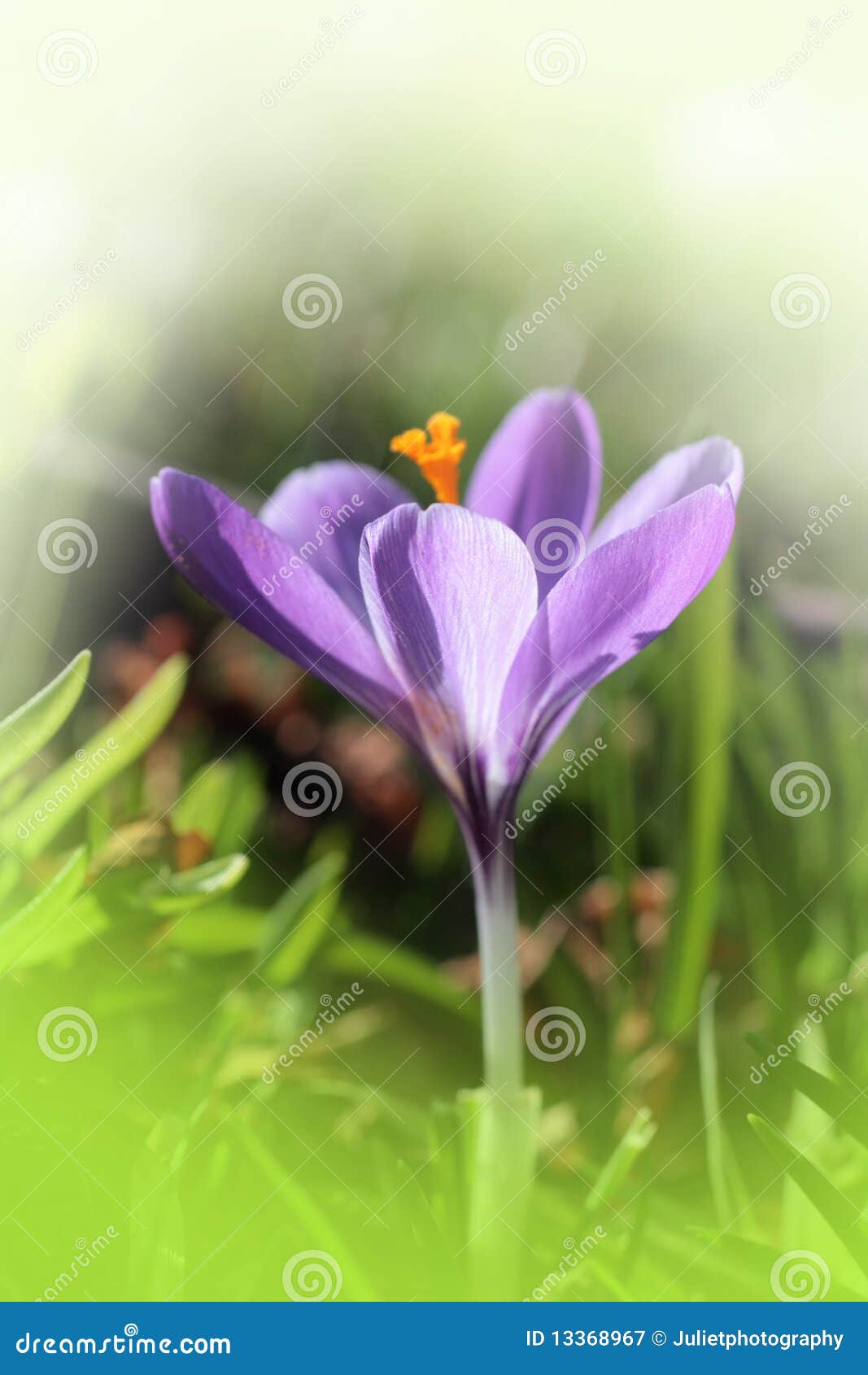 Crocus close up stock image. Image of colorful, blossom - 13368967