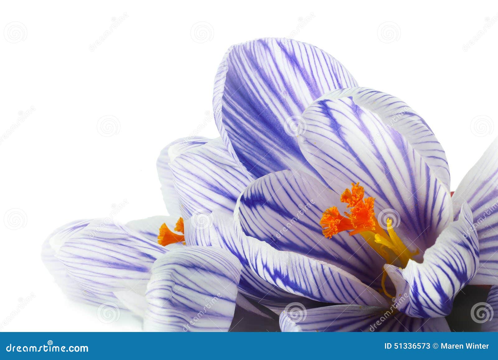 Crocus Close Up Isolated on White Stock Image - Image of april, mothers ...
