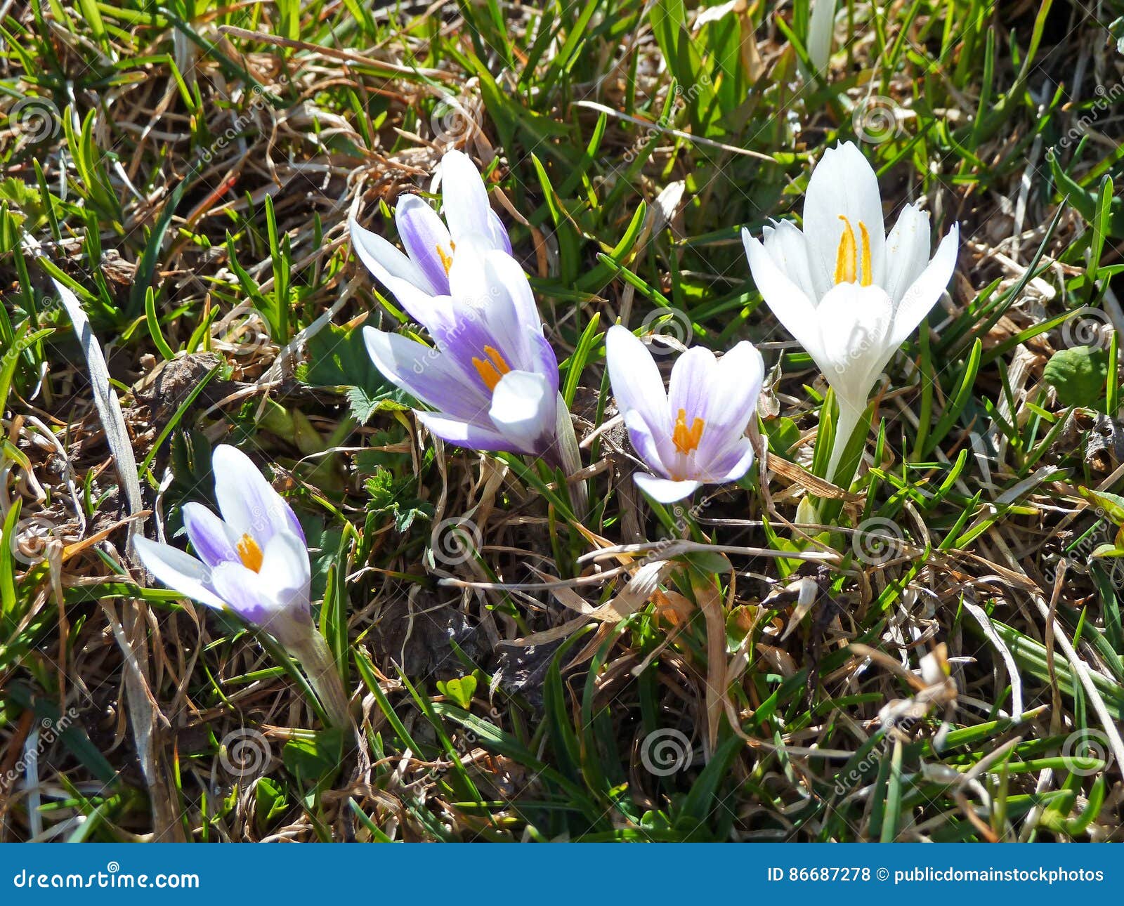 Crocus Closeup Picture. Image: 86687278