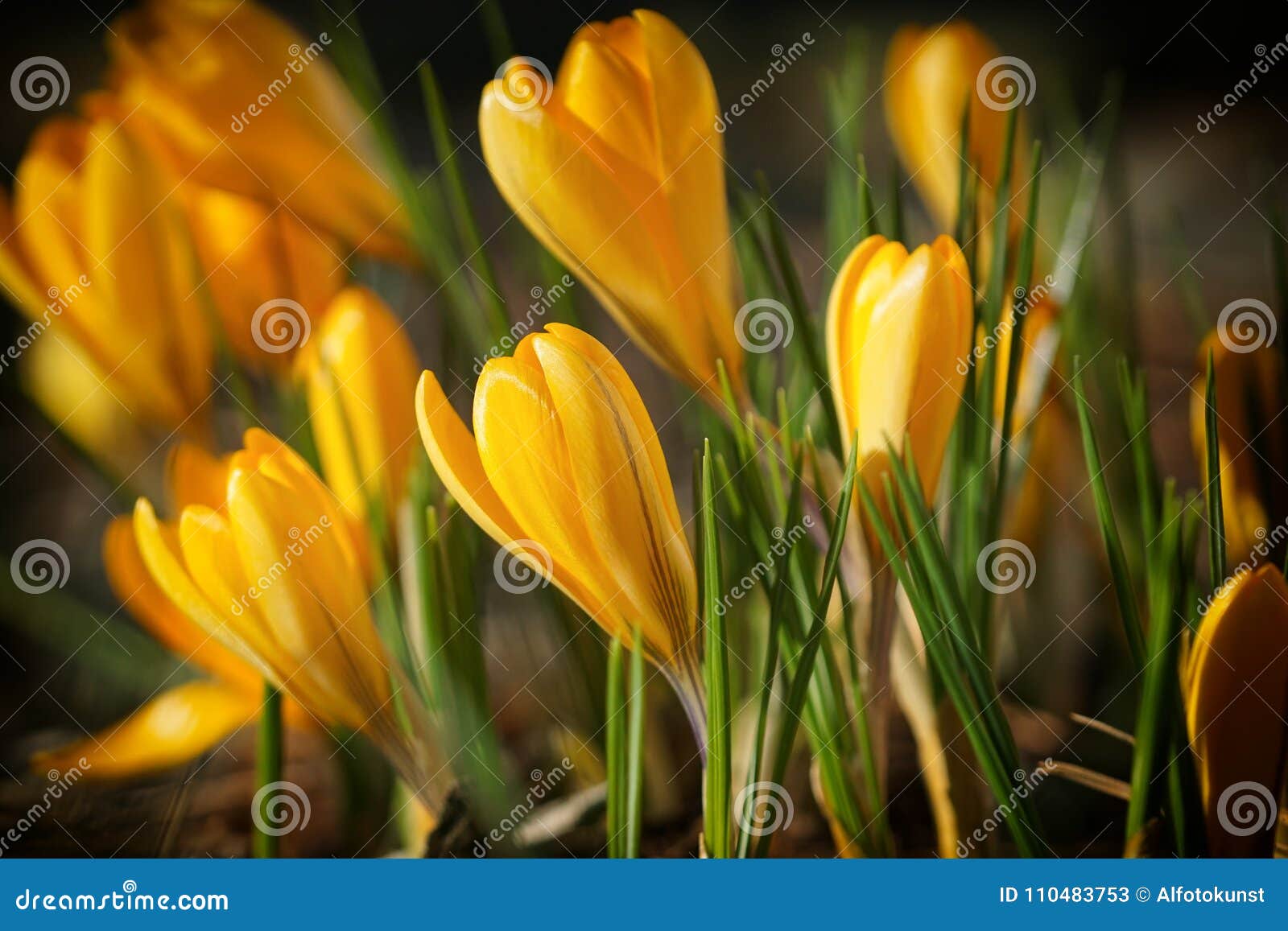 Crocus, colours of spring stock image. Image of crocus - 110483753