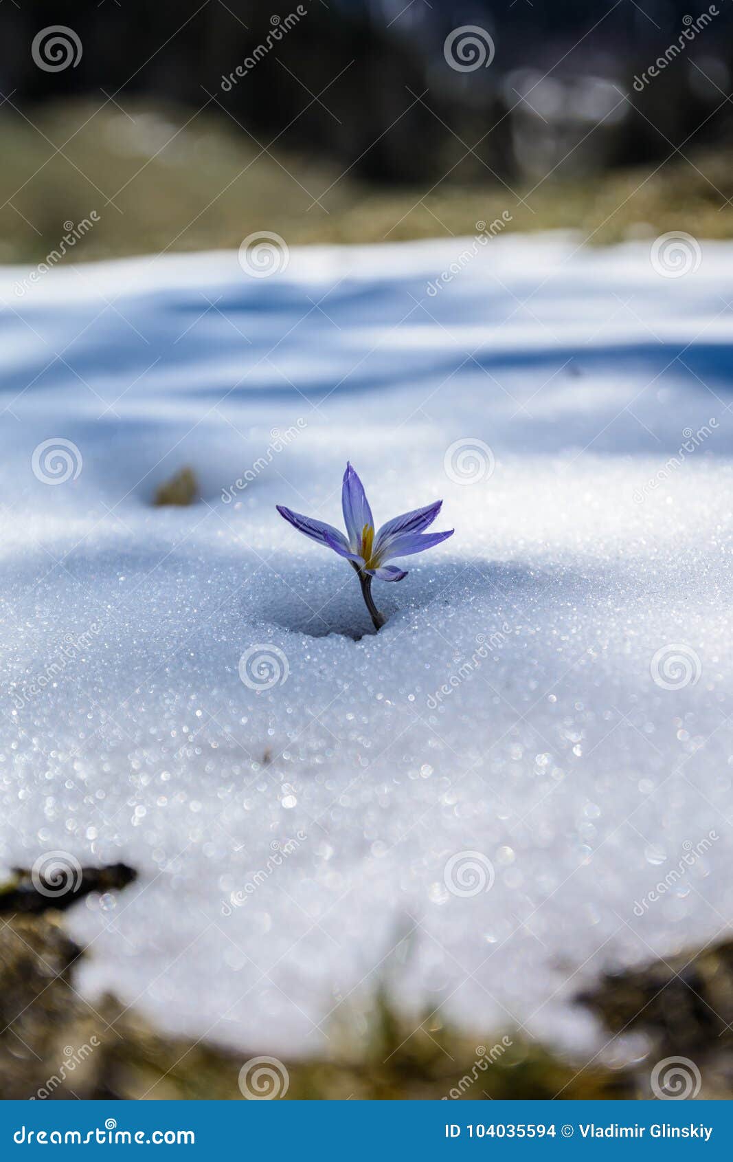 Crocus stock photo. Image of floral, blooming, field - 104035594