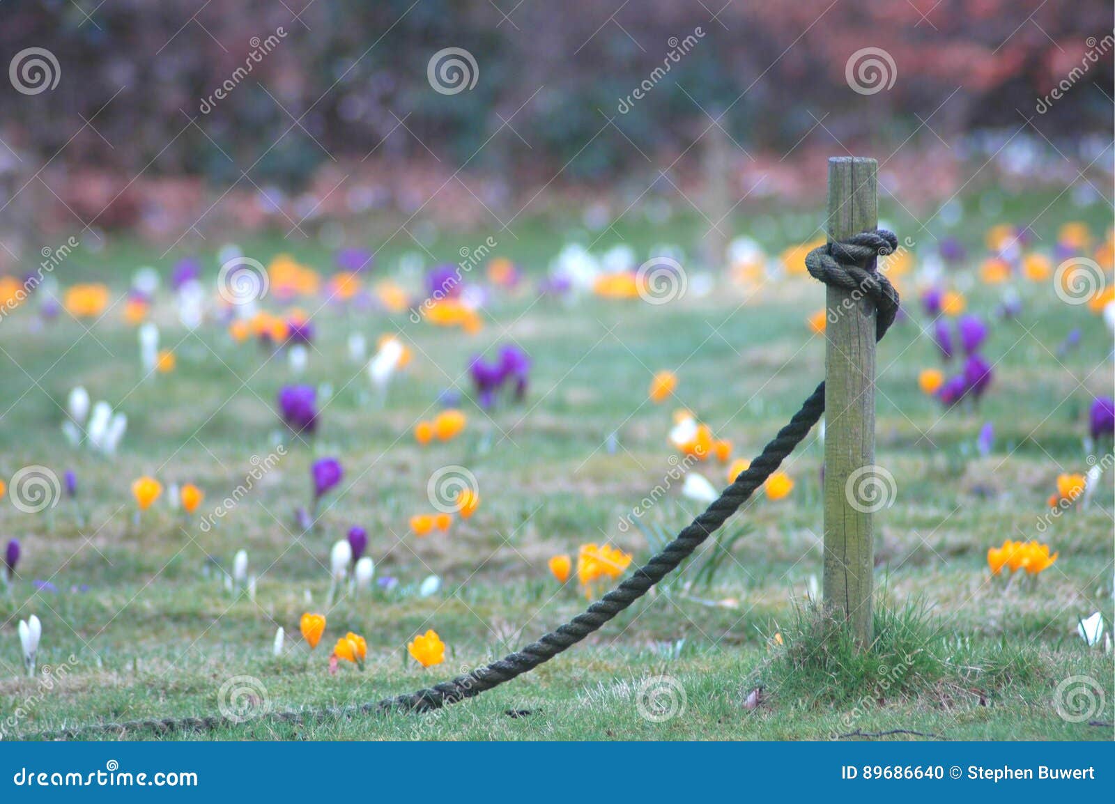 Crocus Display stock photo. Image of blooming, show, park - 89686640