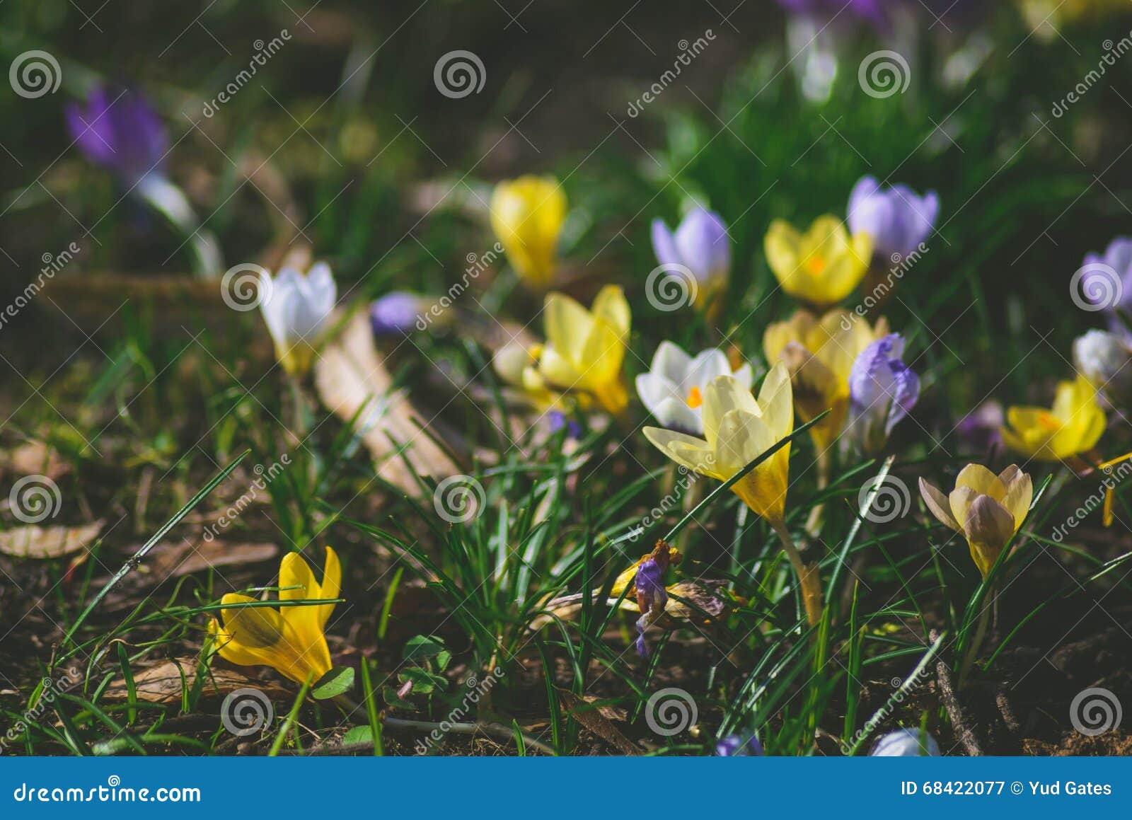 Crocus at early spring stock image. Image of flora, yellow - 68422077