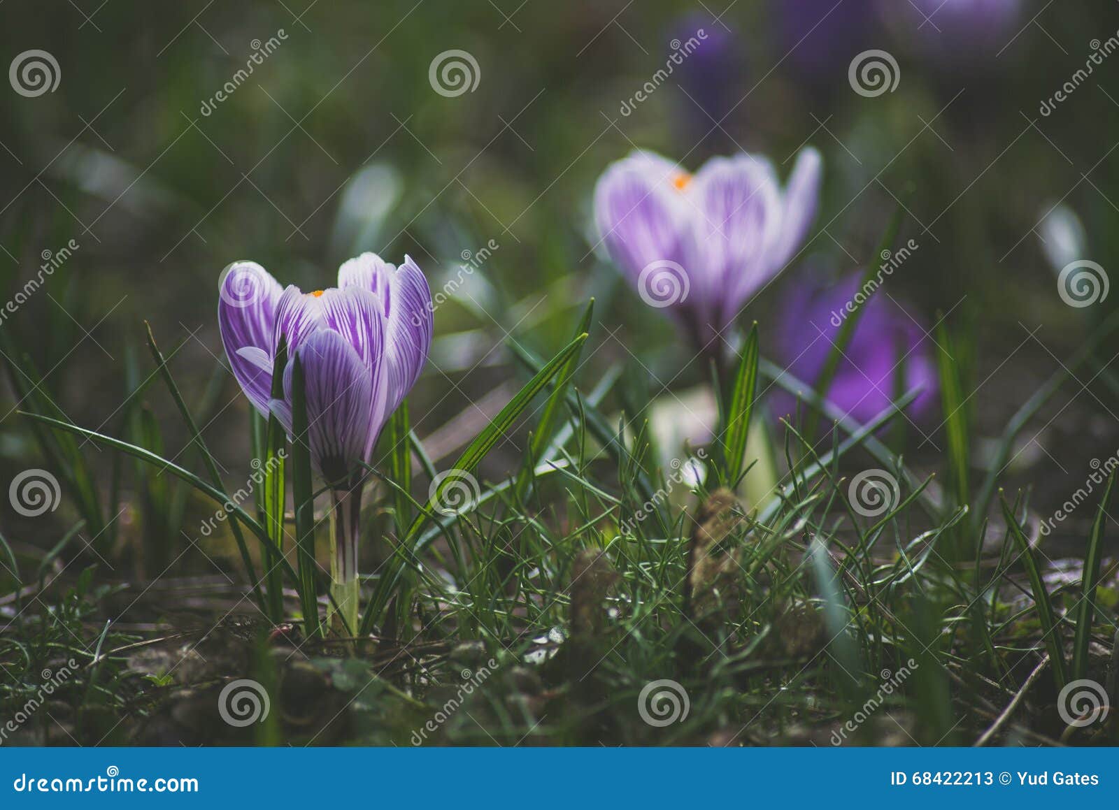 Crocus at early spring stock image. Image of flowers - 68422213