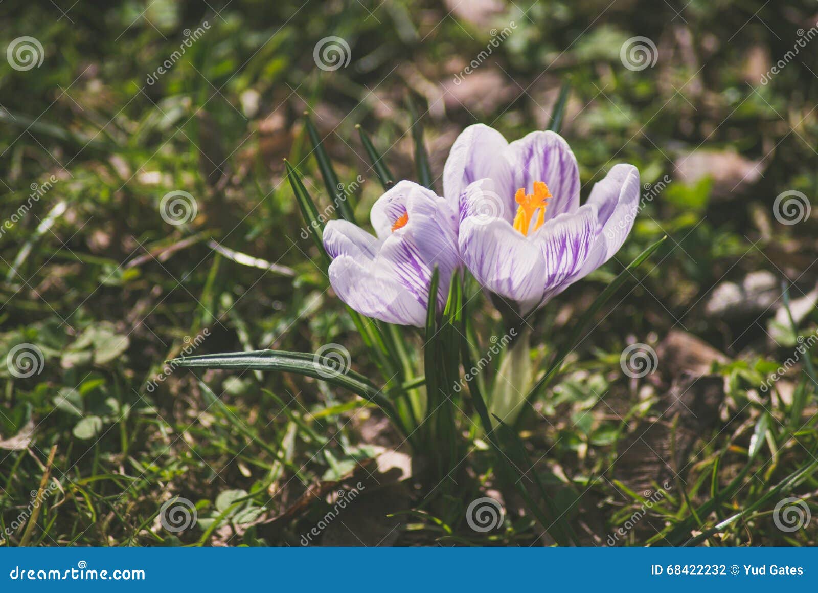 Crocus at early spring stock photo. Image of sprout, plant - 68422232