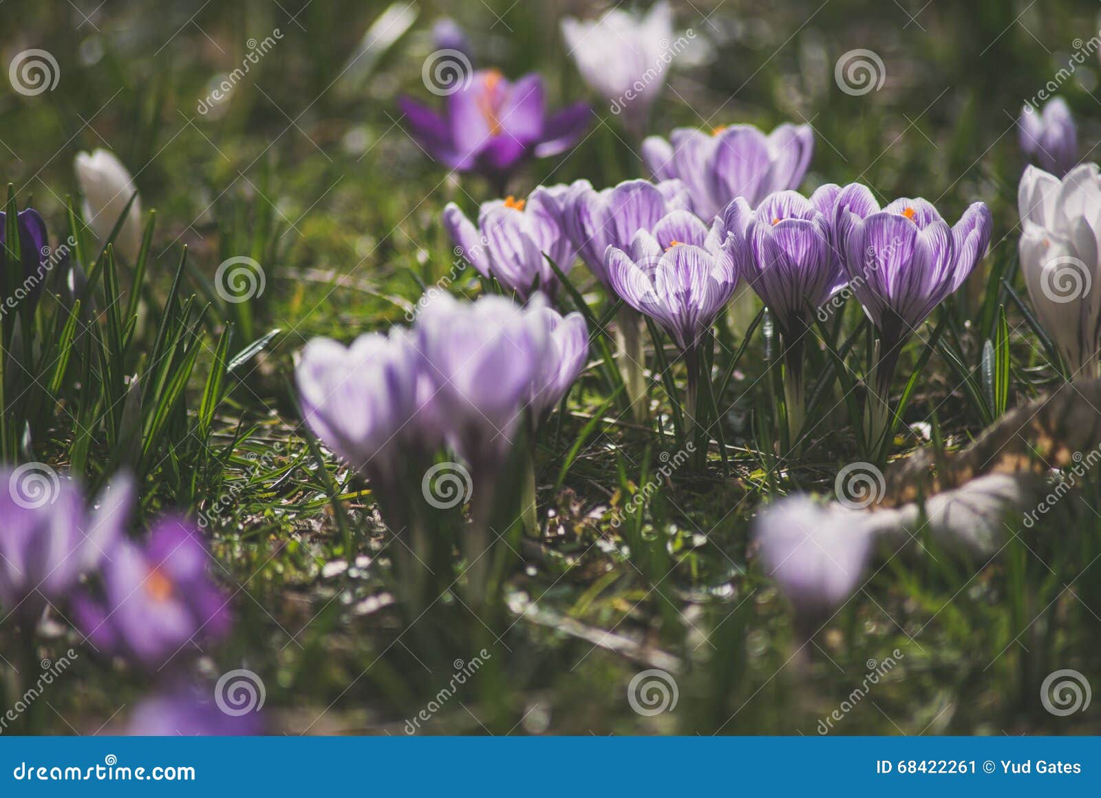 Crocus at early spring stock image. Image of plant, early - 68422261