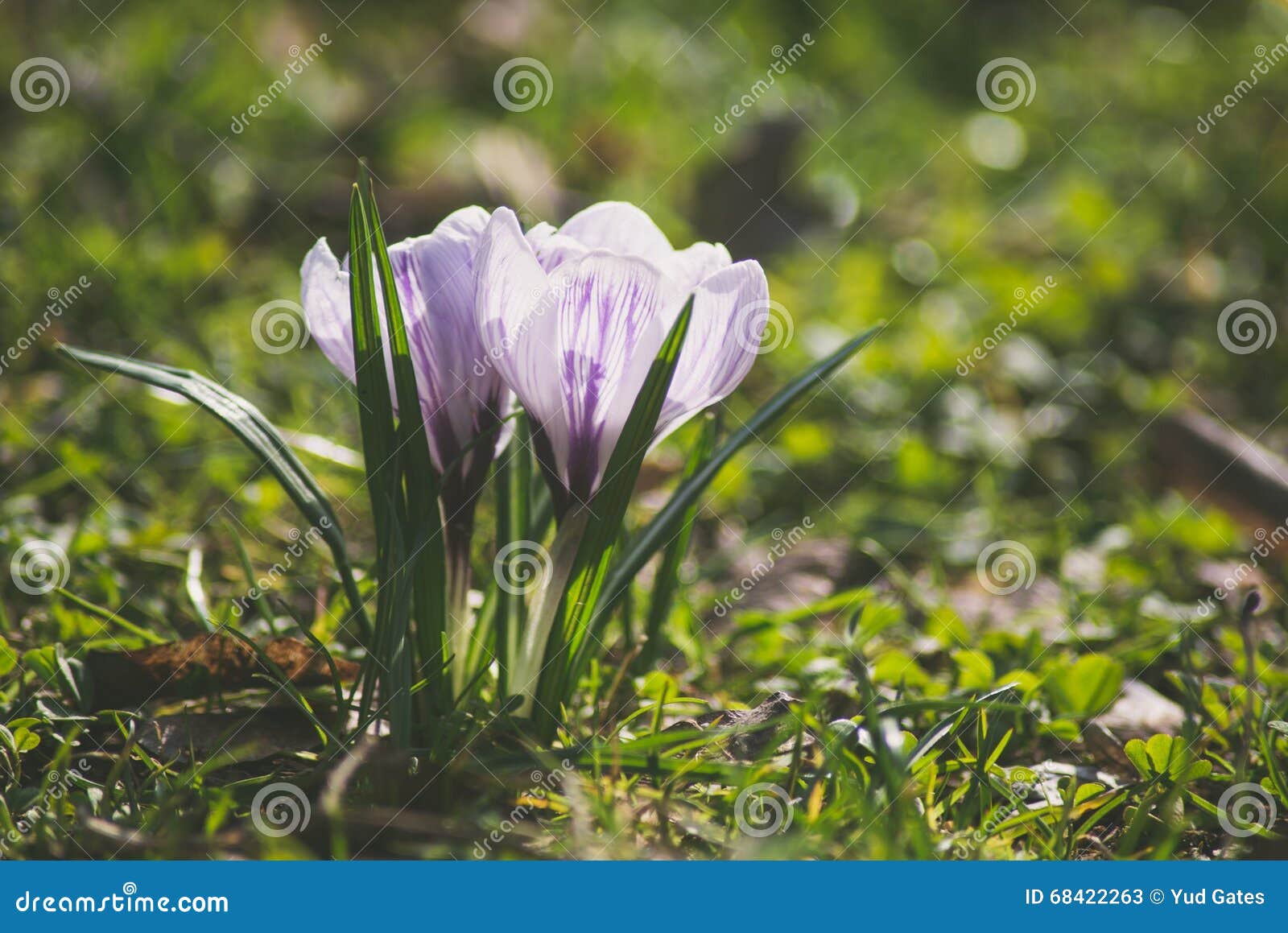 Crocus at early spring stock image. Image of flowers - 68422263