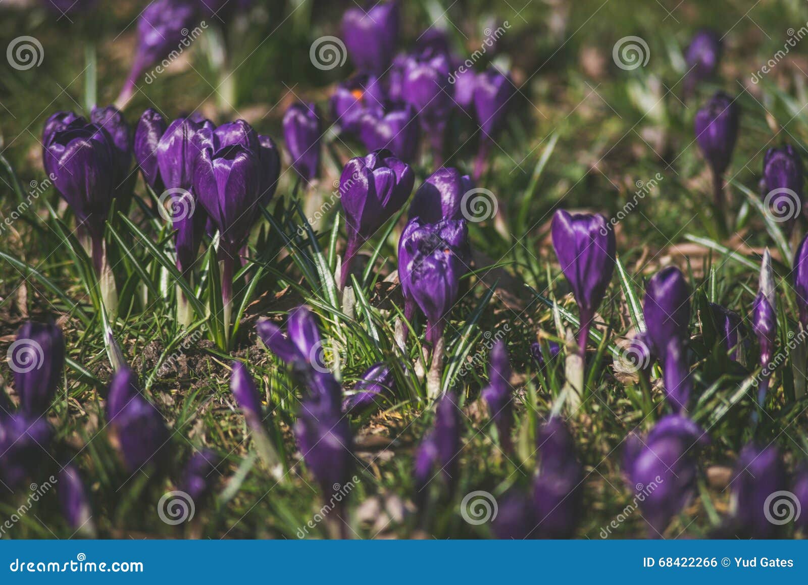 Crocus at early spring stock photo. Image of white, colours - 68422266