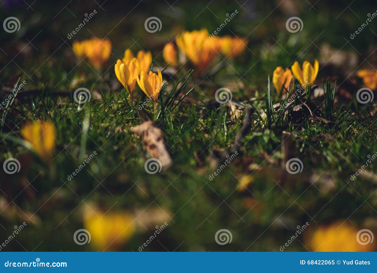 Crocus at early spring stock image. Image of green, sprout - 68422065