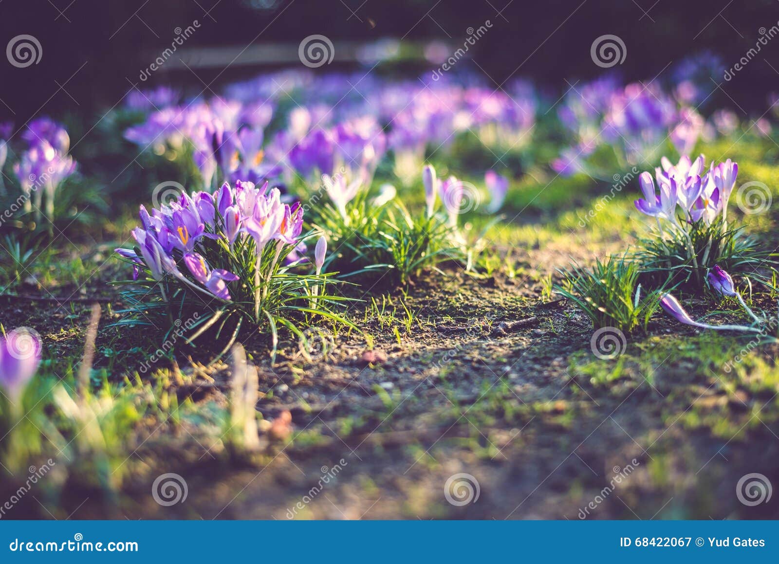 Crocus at early spring stock image. Image of spring, plants - 68422067