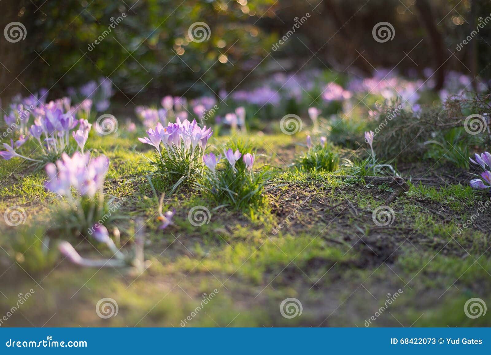 Crocus at early spring stock image. Image of yellow, plant - 68422073