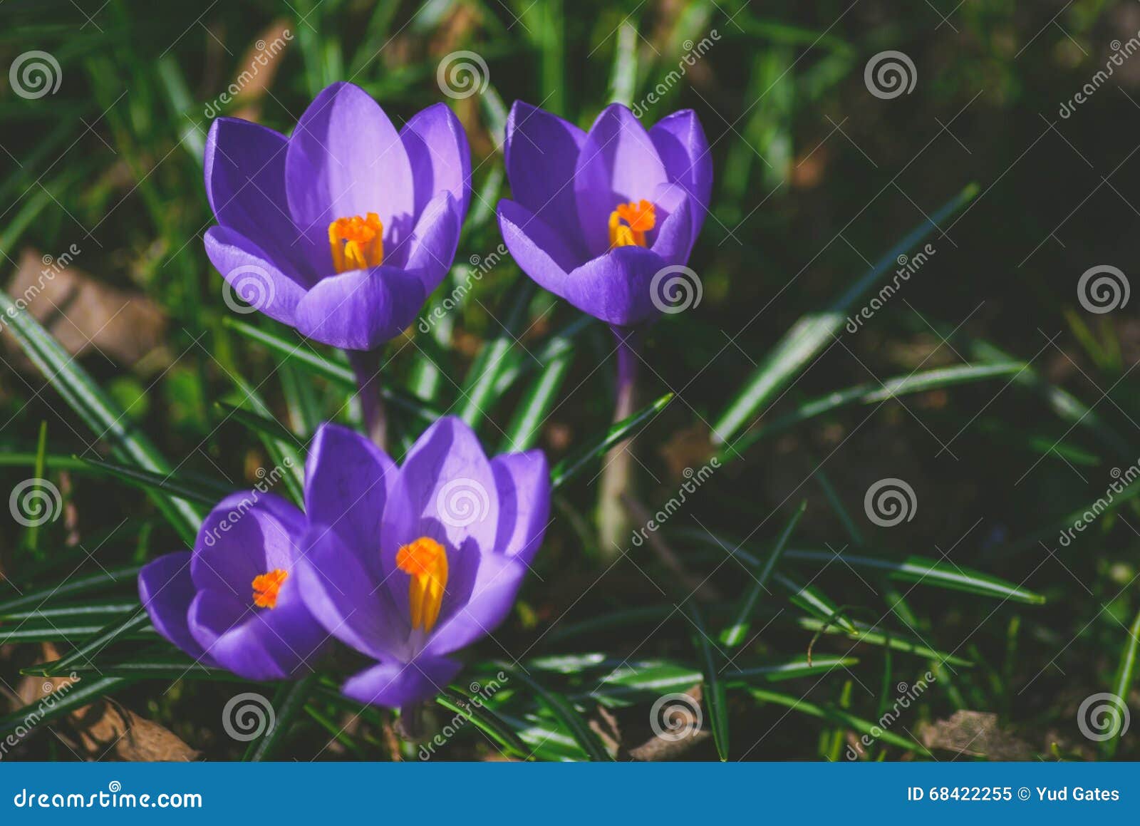 Crocus at early spring stock image. Image of early, happy - 68422255
