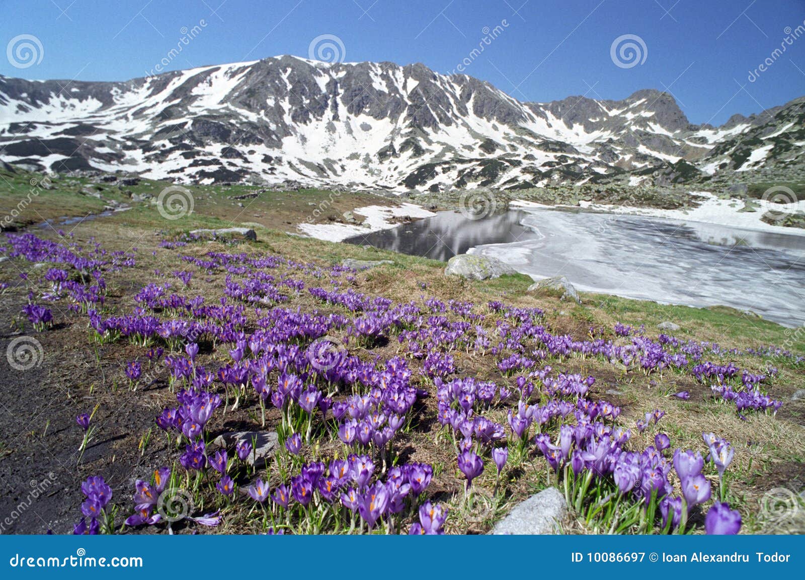 Crocus field stock image. Image of pure, crocus, carpathians - 10086697