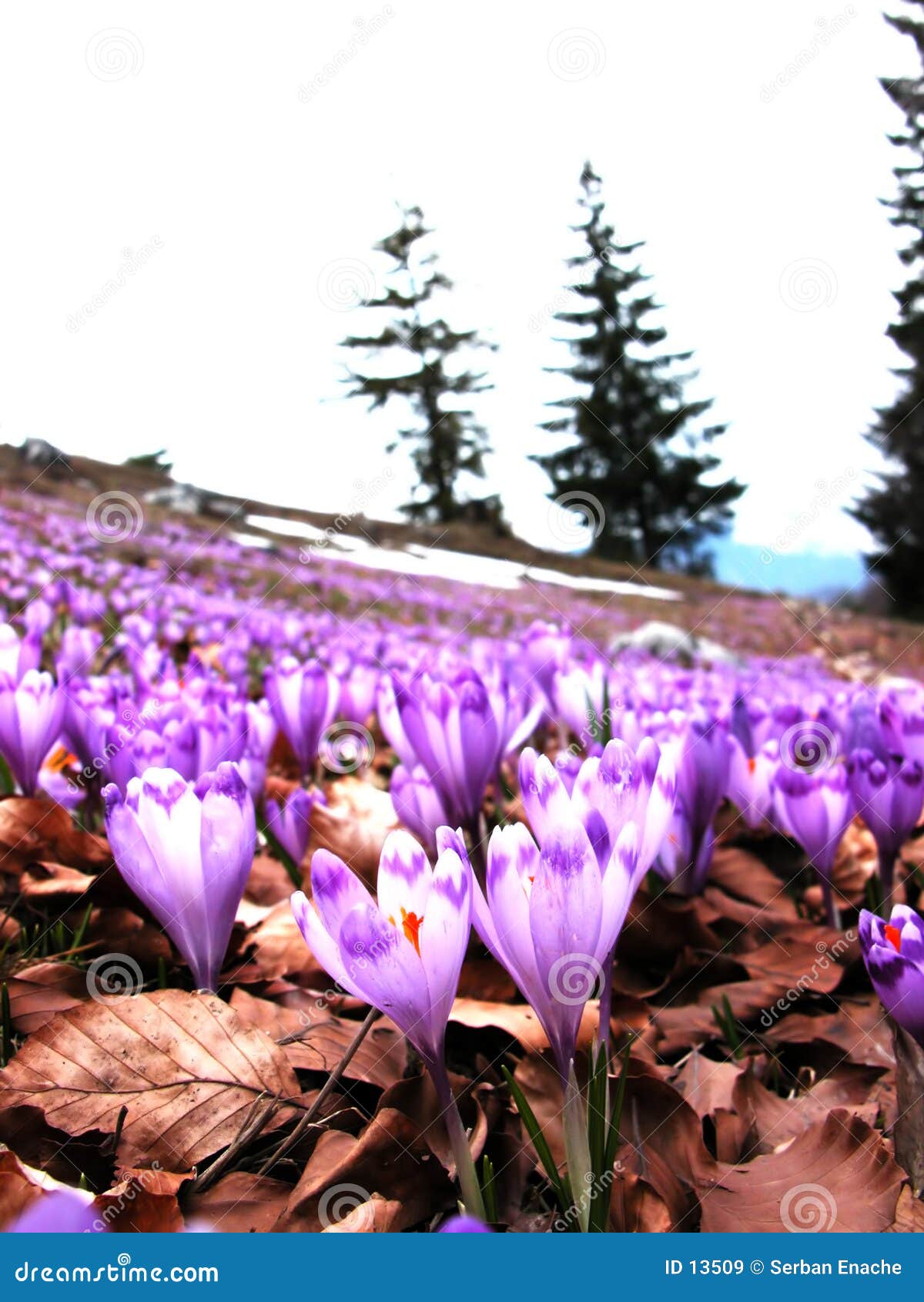 Crocus field stock image. Image of pure, calix, purple, landscape - 13509