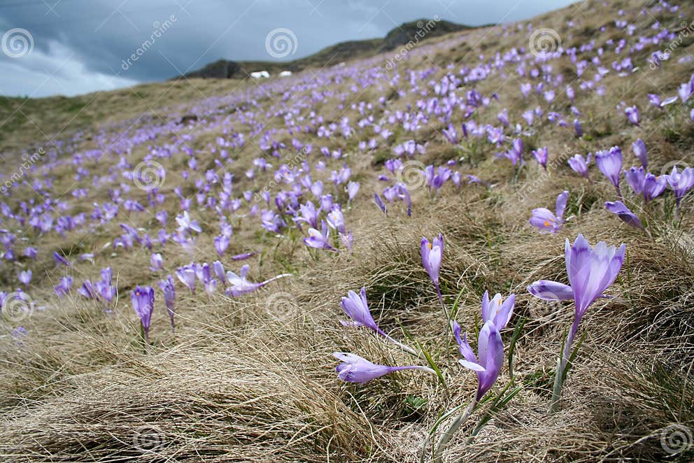 Crocus field 2 stock image. Image of blue, calix, green - 1478497